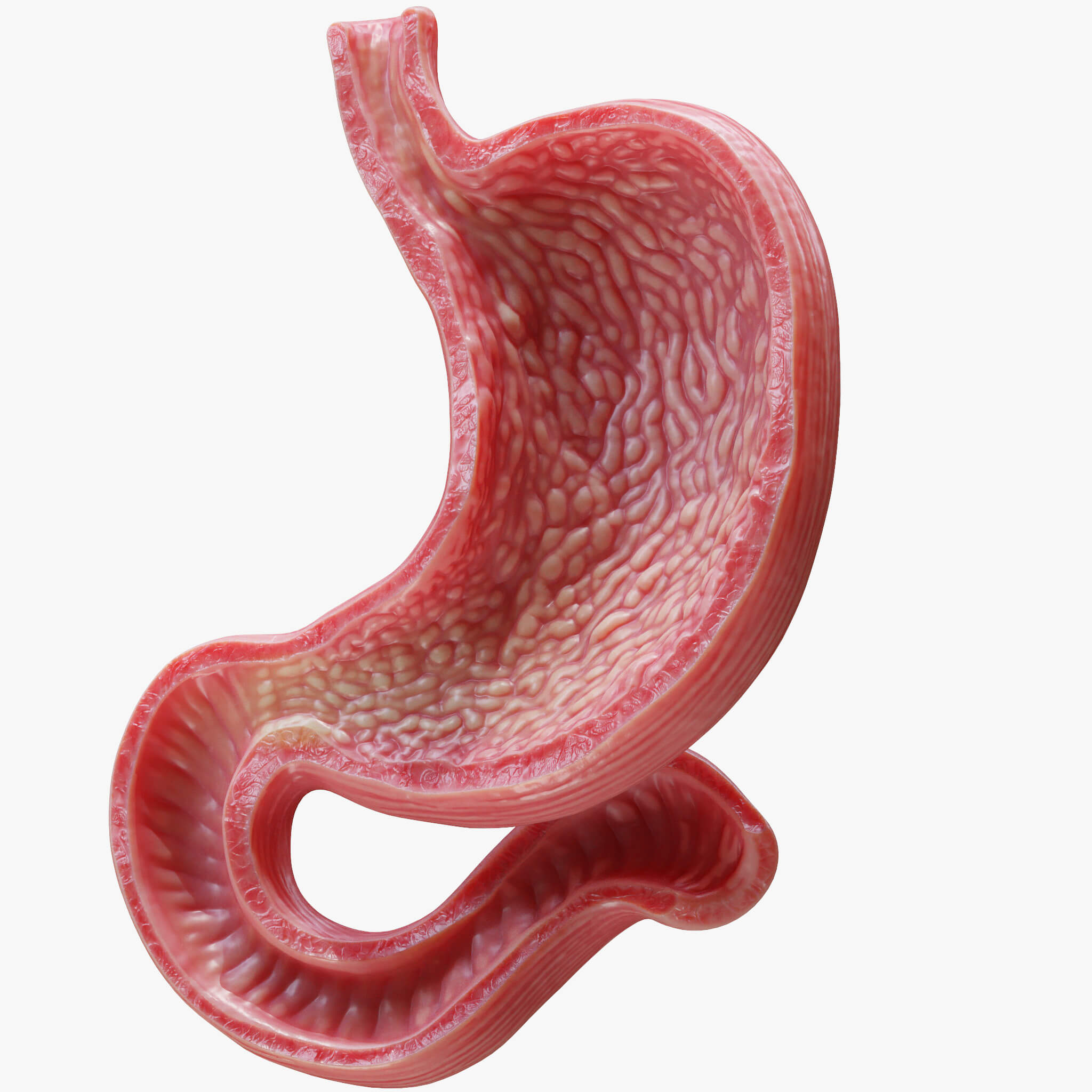 Human Stomach - 3D Model by zames1992d