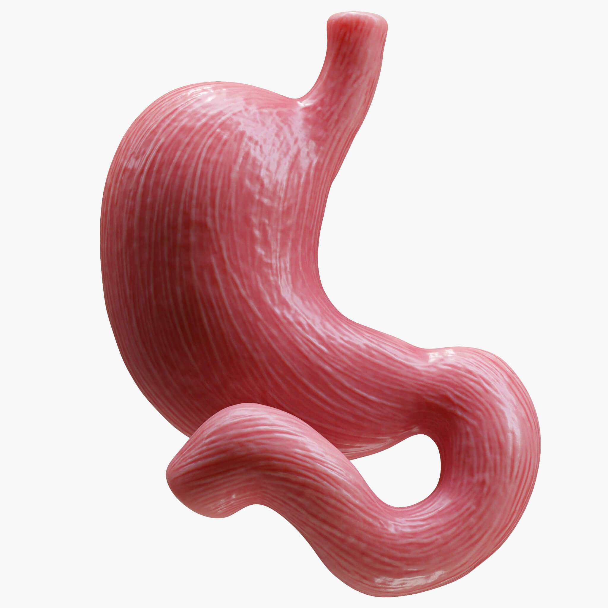 Human Stomach - 3D Model by zames1992d
