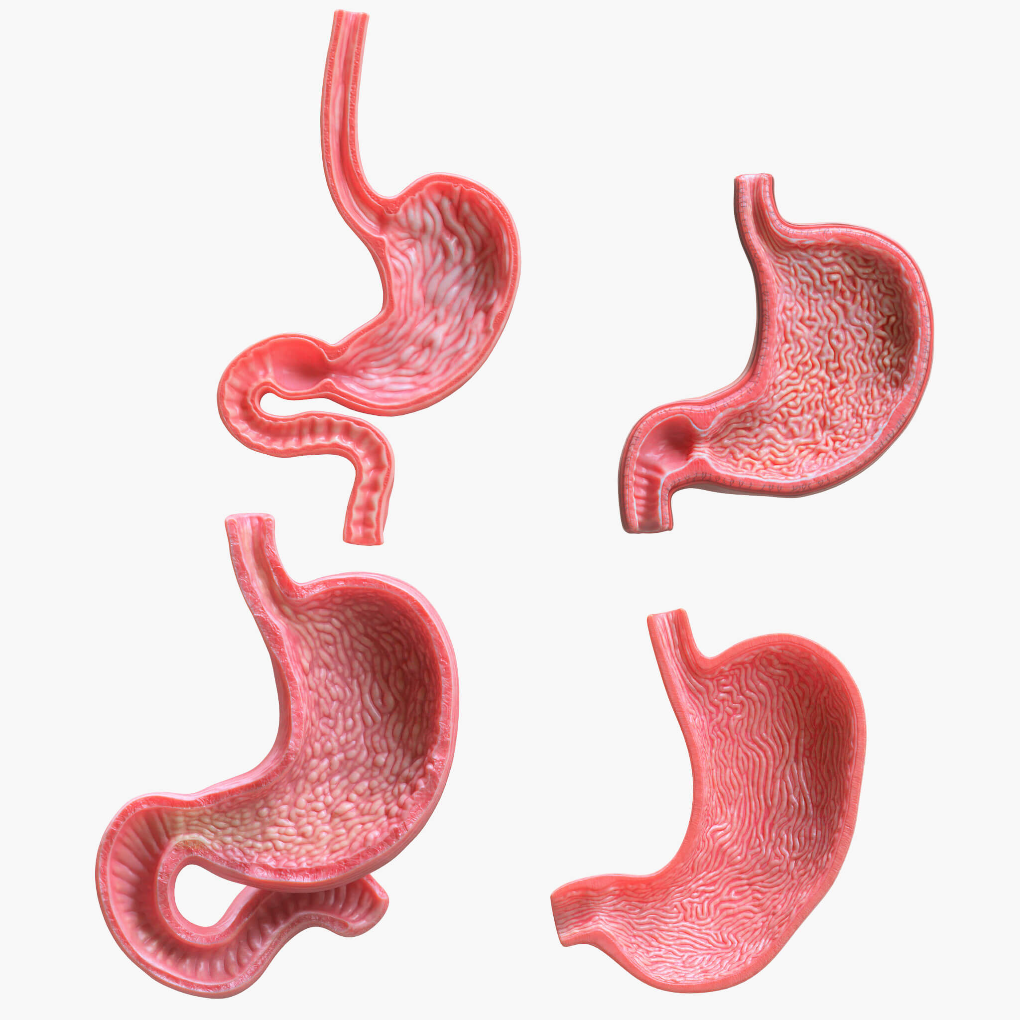 Human Stomash Bundle - 3D Model by zames1992d