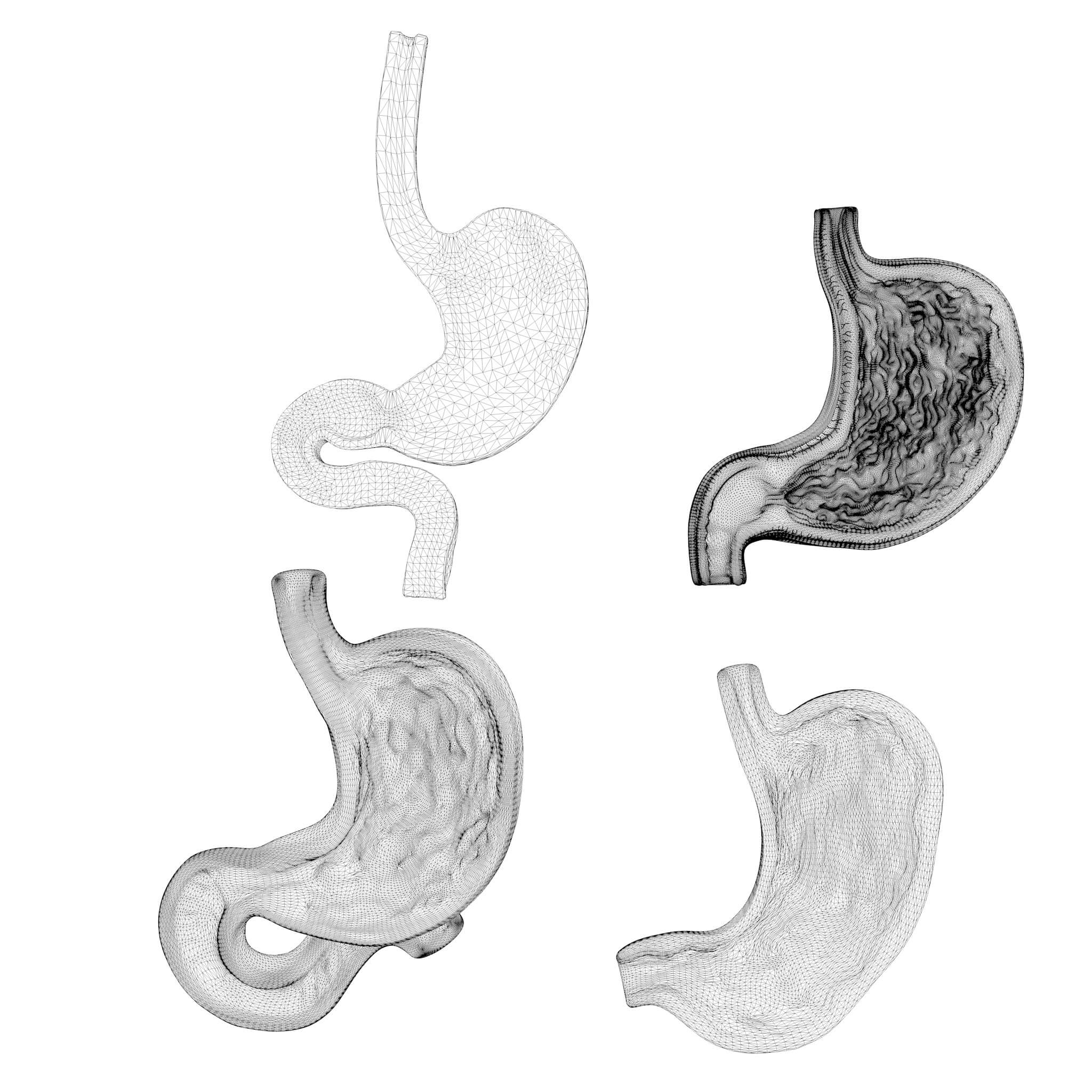 Human Stomash Bundle - 3D Model by zames1992d