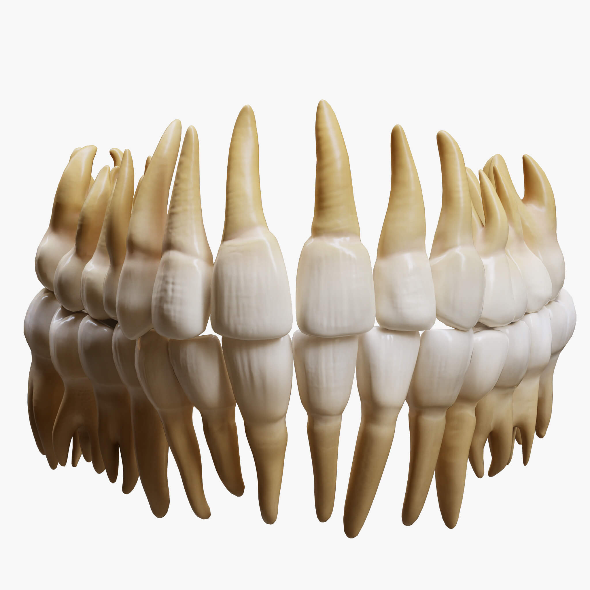 Human Teeth Tooth - 3D Model by zames1992d