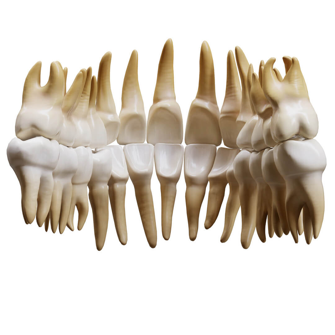 Human Teeth Tooth - 3D Model by zames1992d