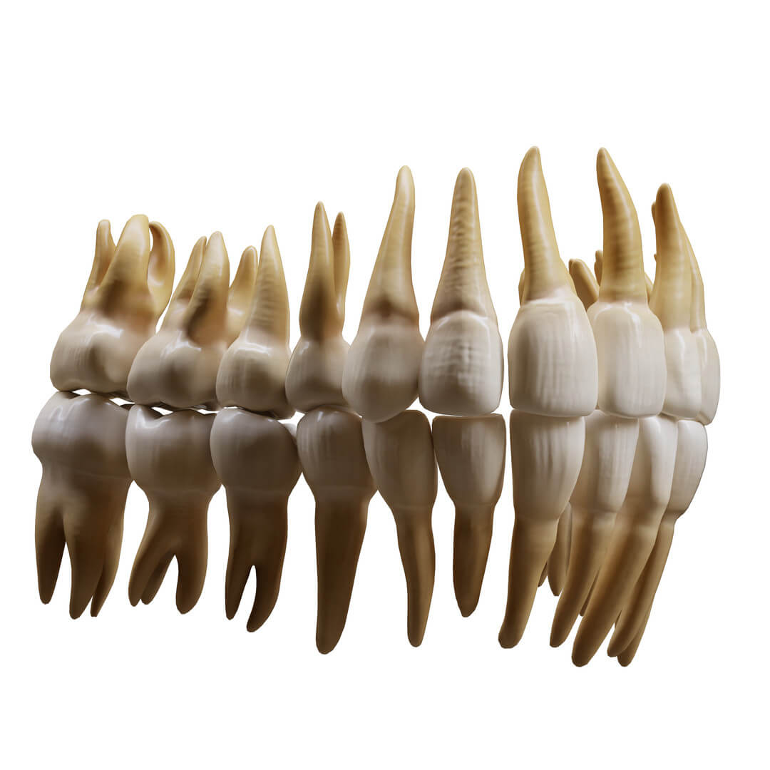Human Teeth Tooth - 3D Model by zames1992d