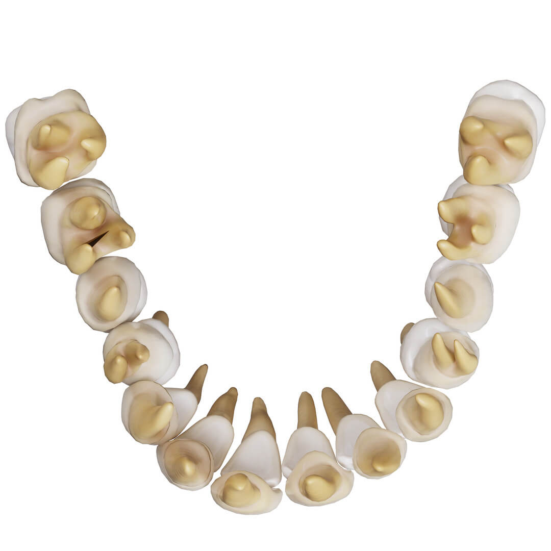 Human Teeth Tooth - 3D Model by zames1992d