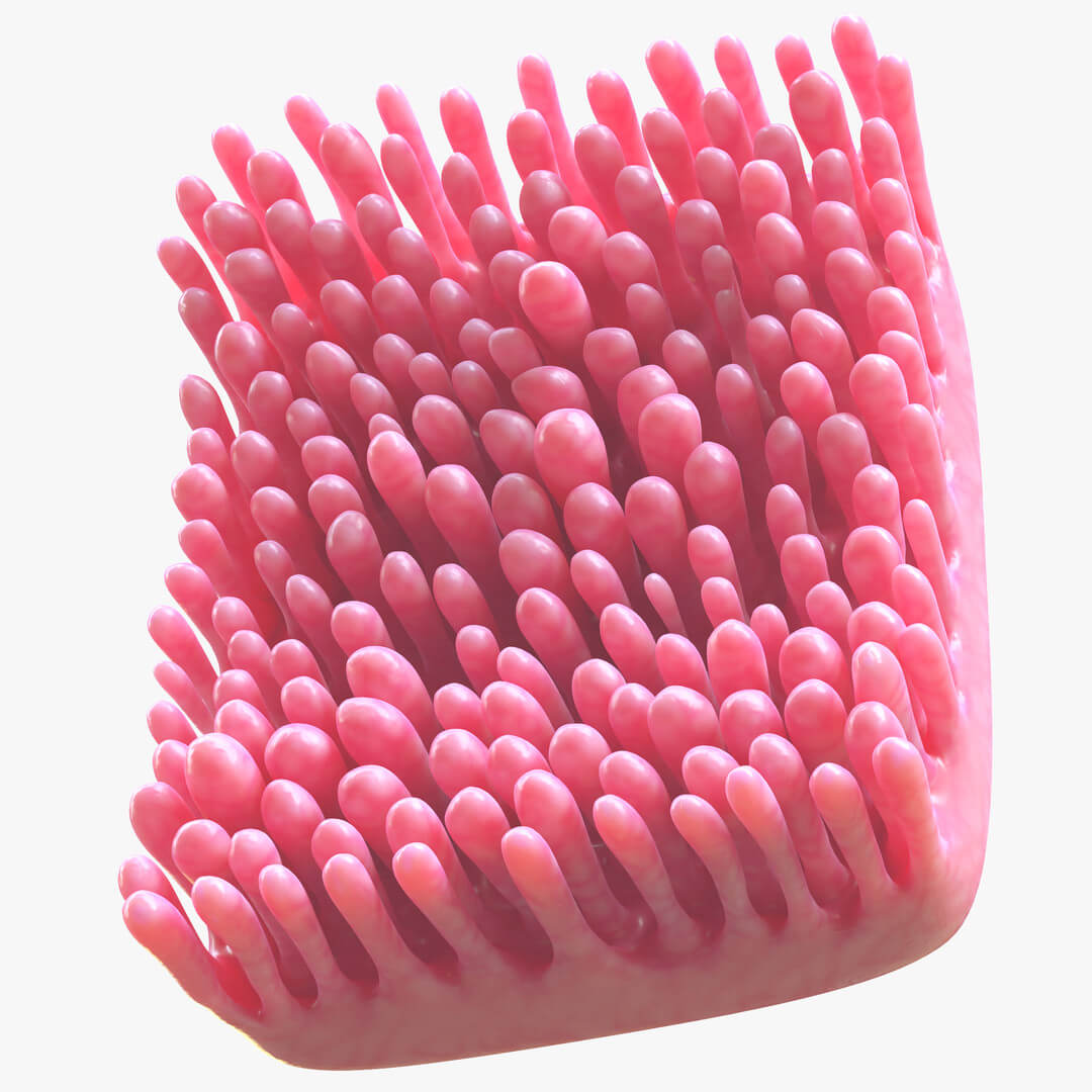 Intestinal Villi - 3D Model by zames1992d