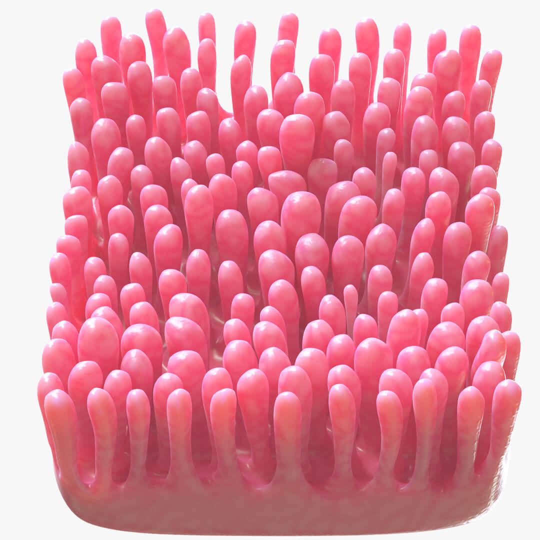 Intestinal Villi - 3D Model by zames1992d