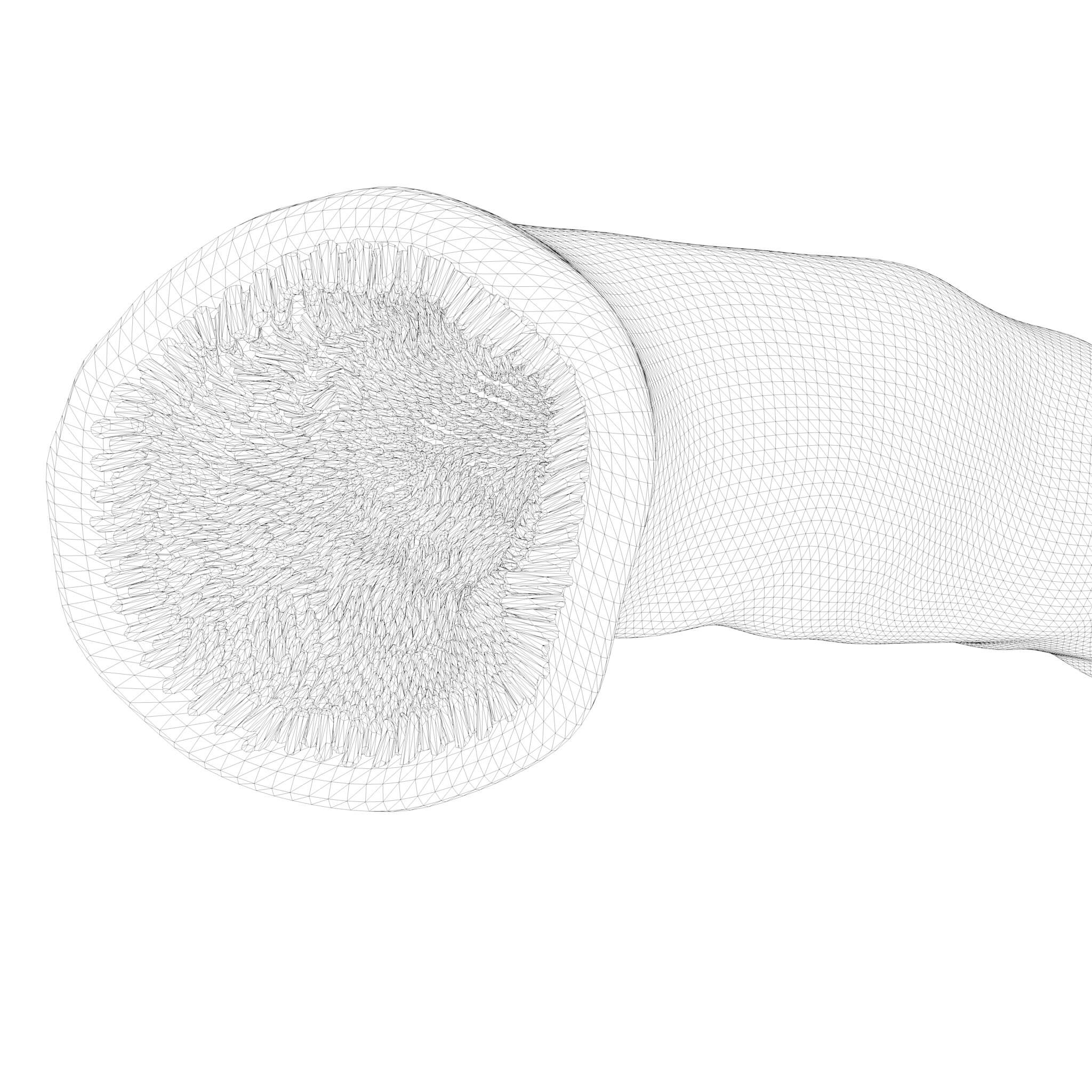 Intestinal Microvilli Anatomy - 3D Model by zames1992d