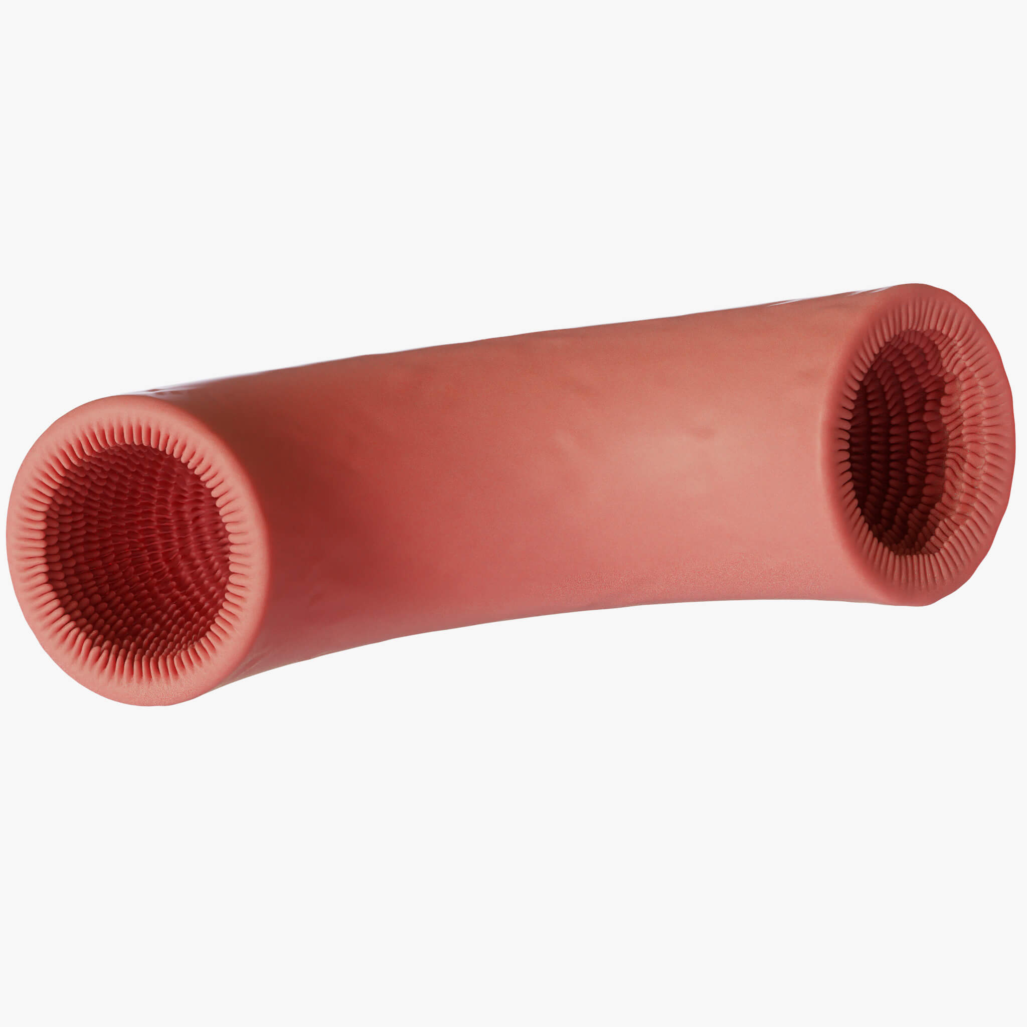 Intestinal Villi Animation - 3D Model by zames1992d