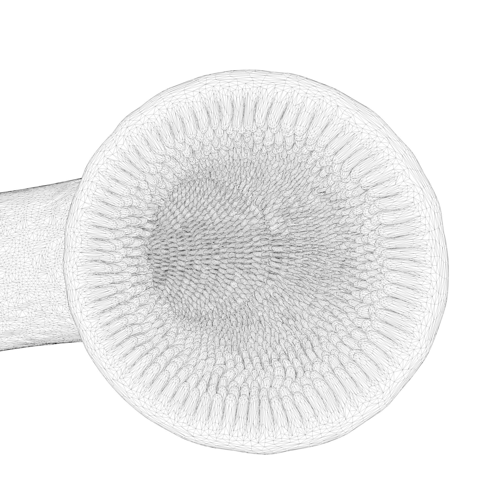 Intestinal Villi Animation - 3D Model by zames1992d