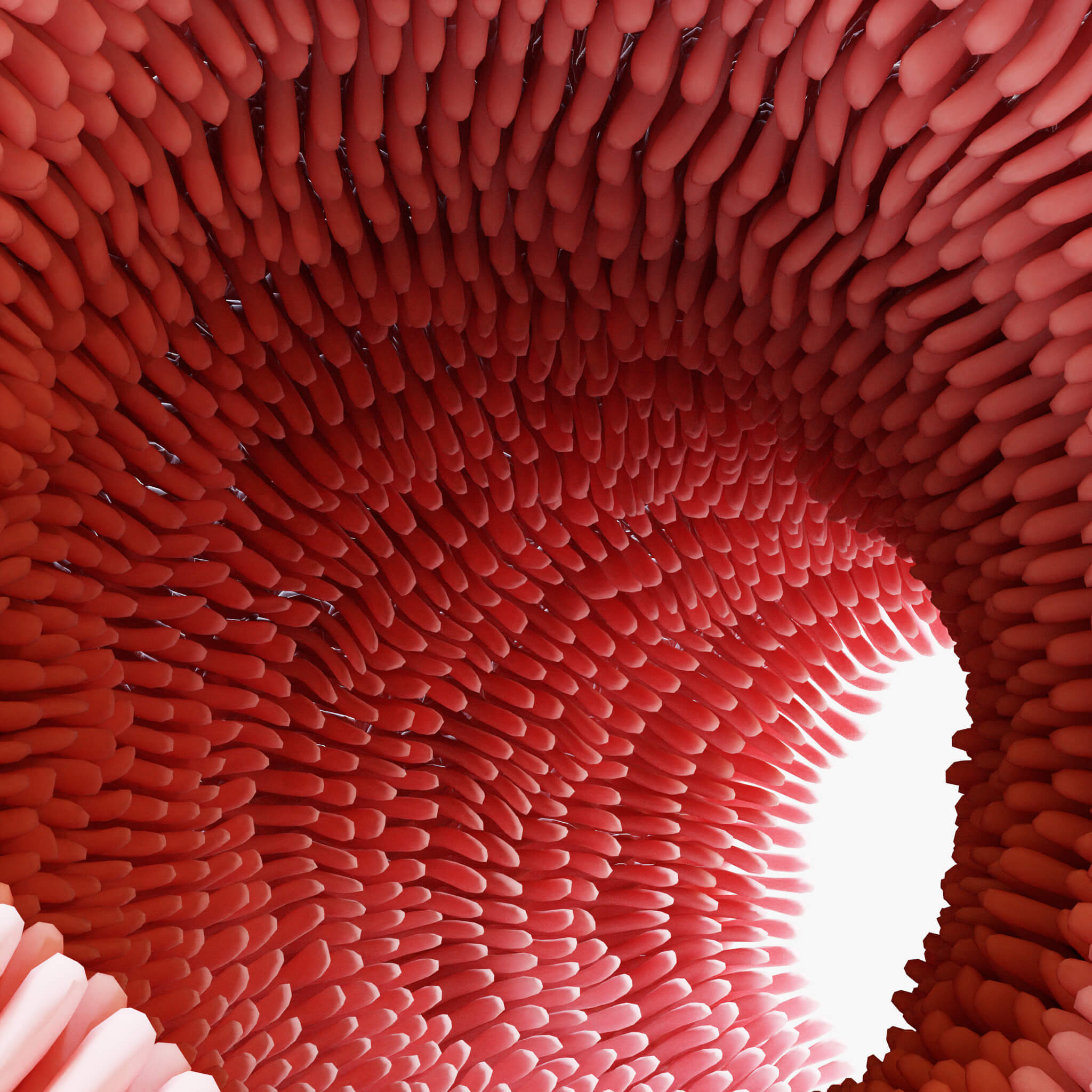 Intestinal Villi Animation - 3D Model by zames1992d