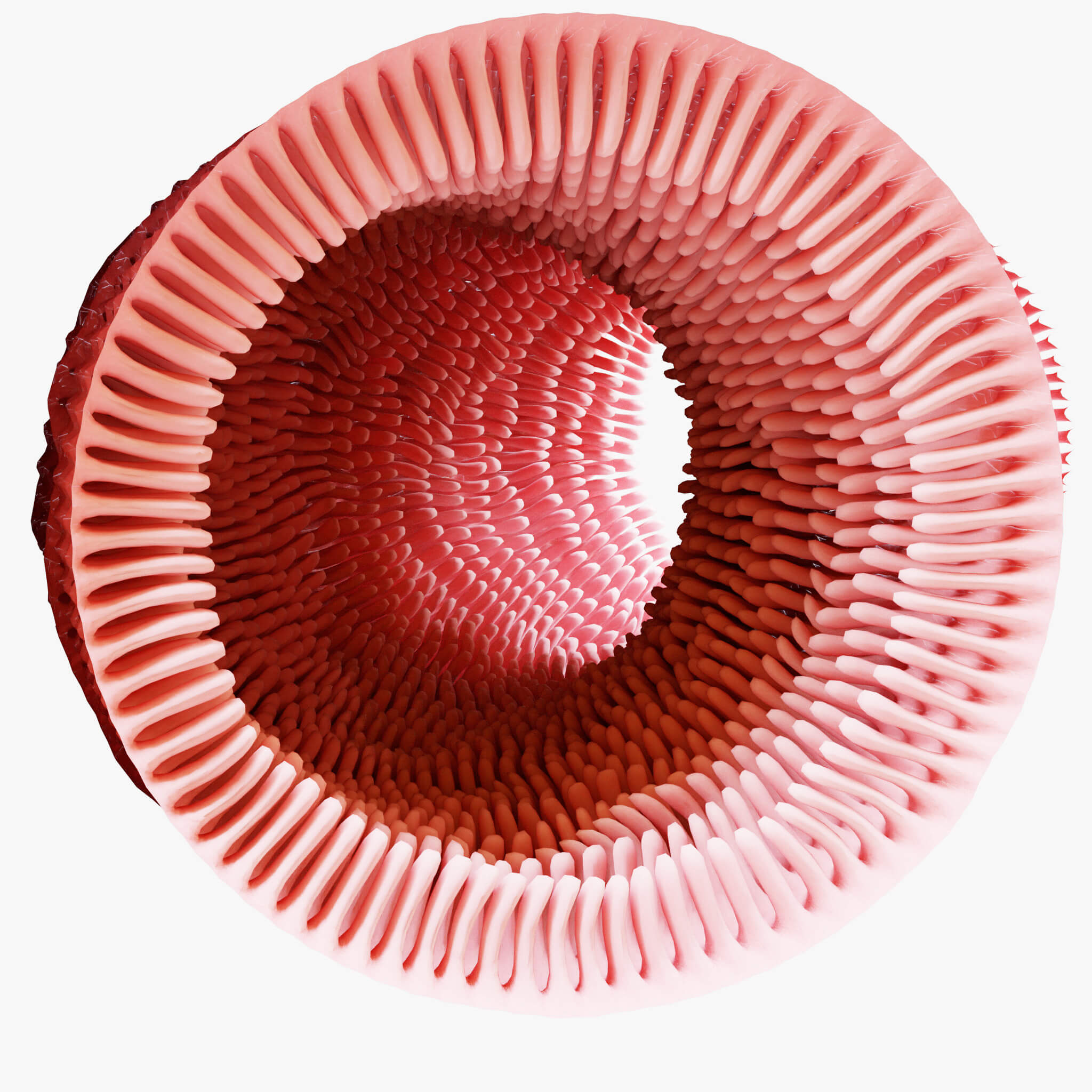 Intestinal Villi Animation - 3D Model by zames1992d