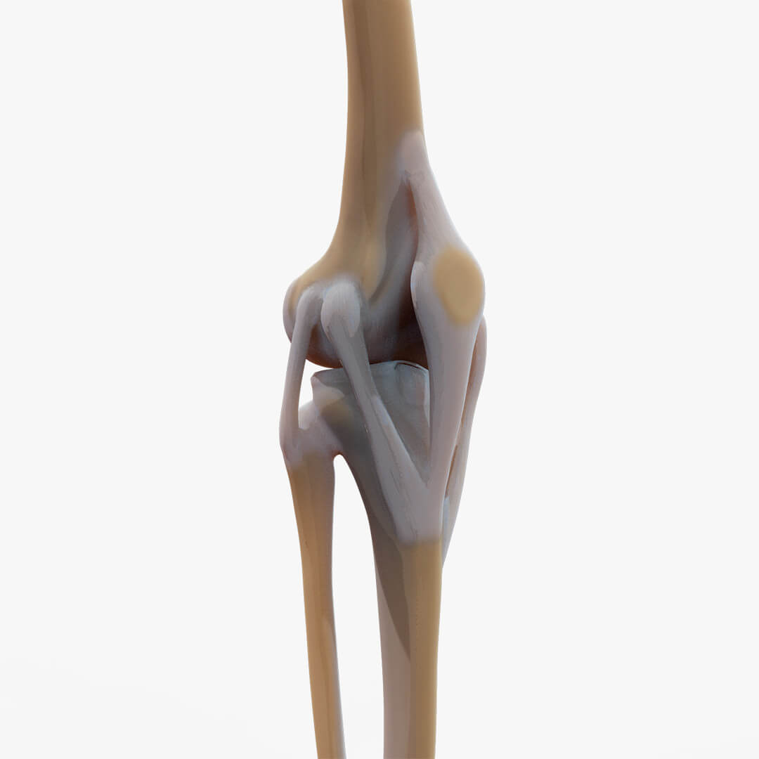 Knee Joint Anatomy - 3D Model by zames1992d