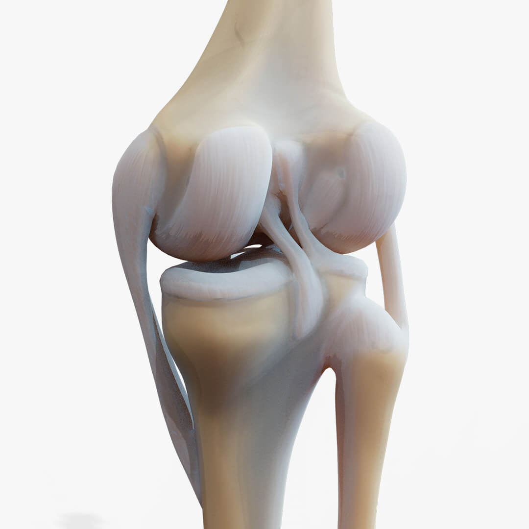 Knee Joint Anatomy - 3D Model by zames1992d