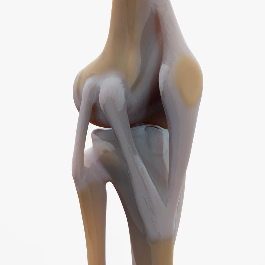 Knee Joint Anatomy - 3D Model by zames1992d