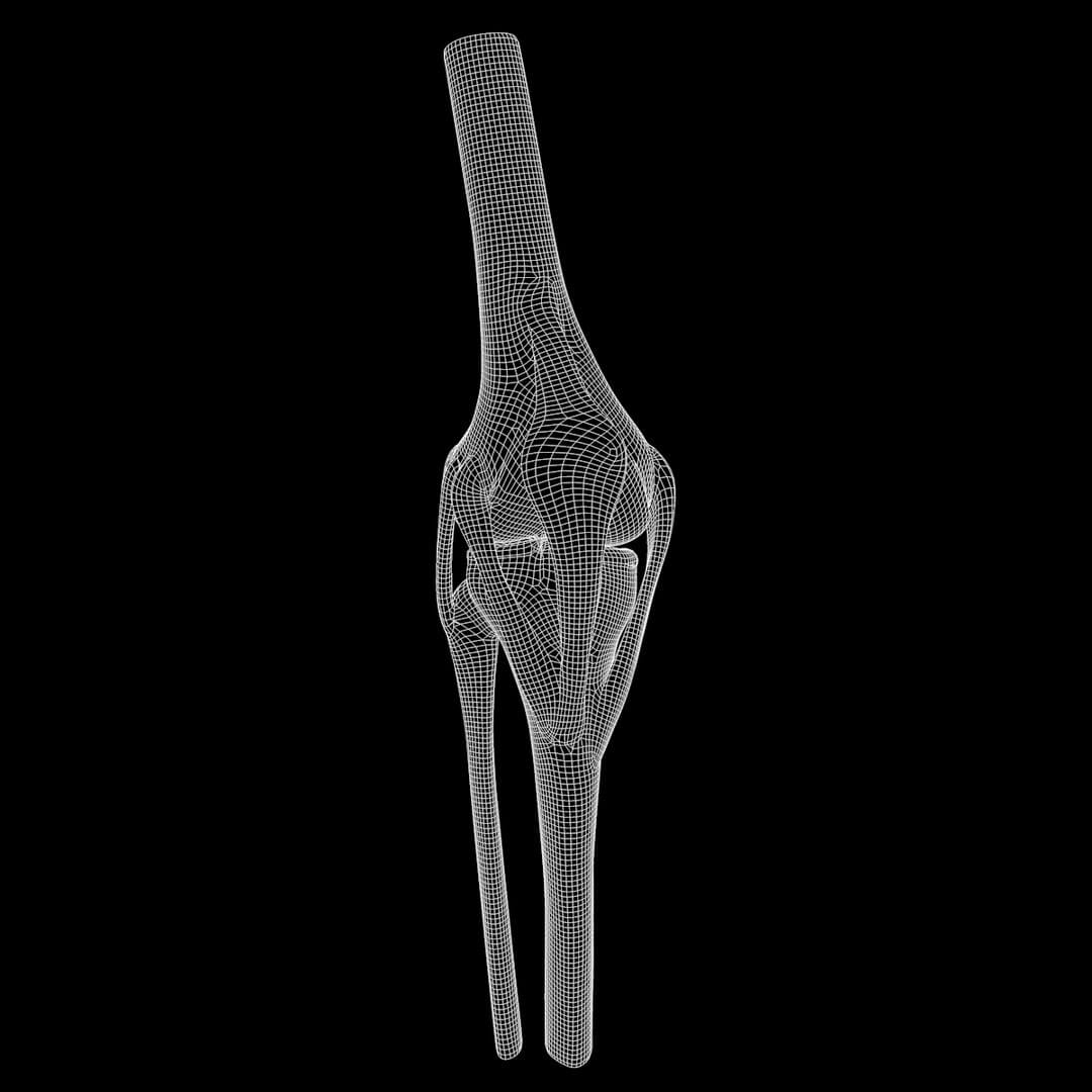 Knee Joint Anatomy - 3D Model by zames1992d