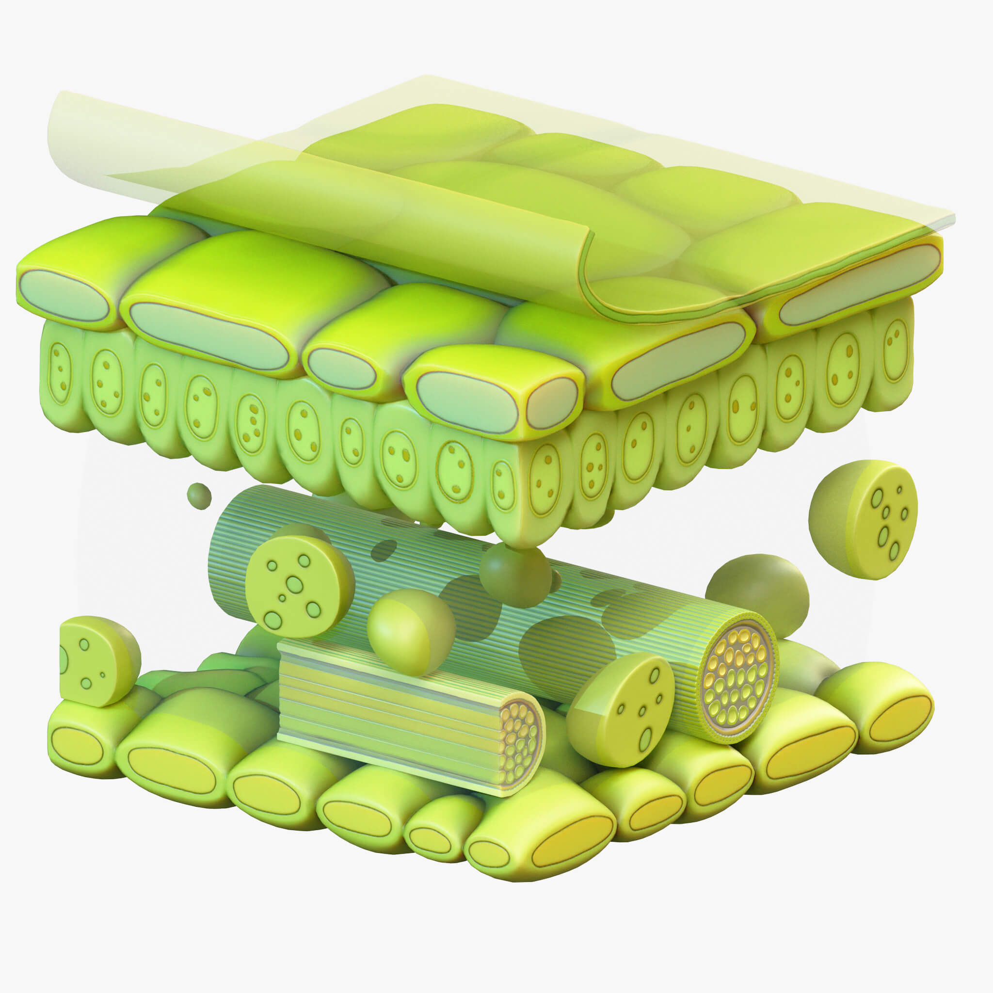 Leaf Anatomy Layers Structure - 3D Model by zames1992d