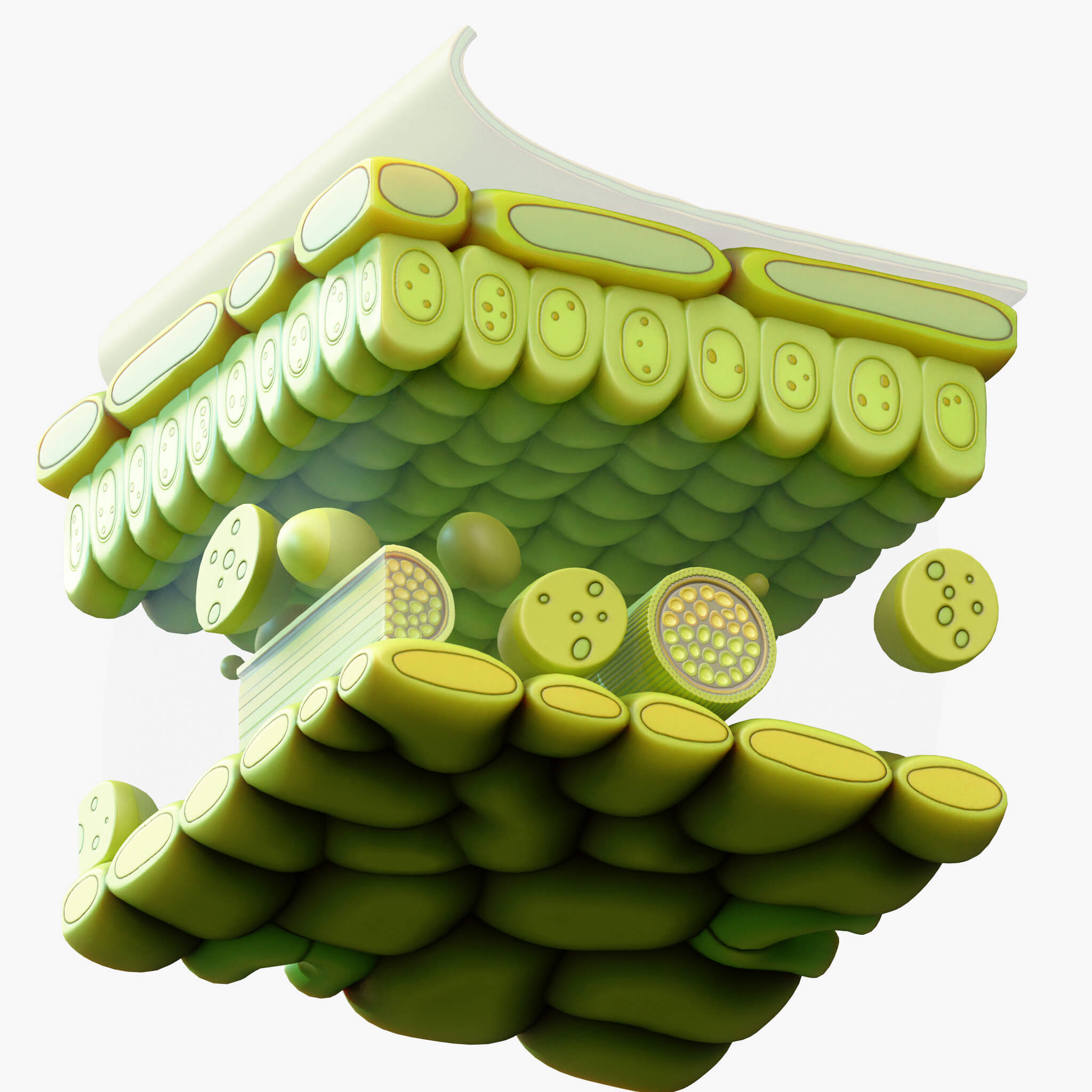 Leaf Anatomy Layers Structure - 3D Model by zames1992d