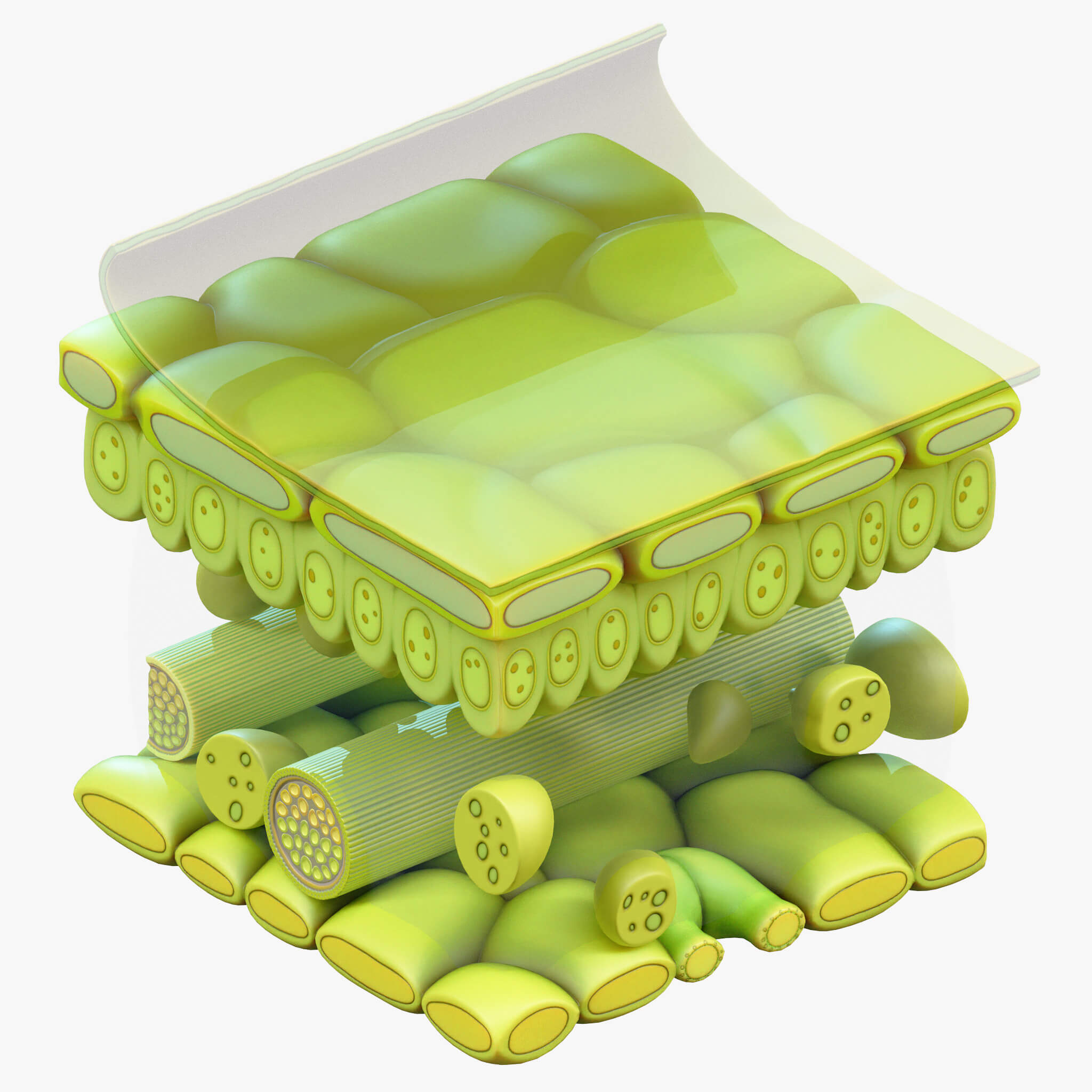 Leaf Anatomy Layers Structure - 3D Model by zames1992d