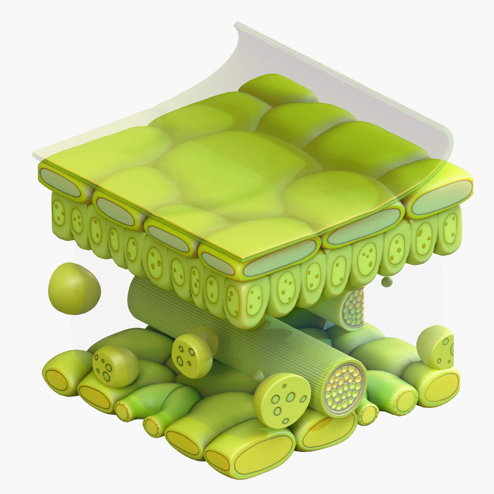 Leaf Anatomy Layers Structure - 3D Model by zames1992d