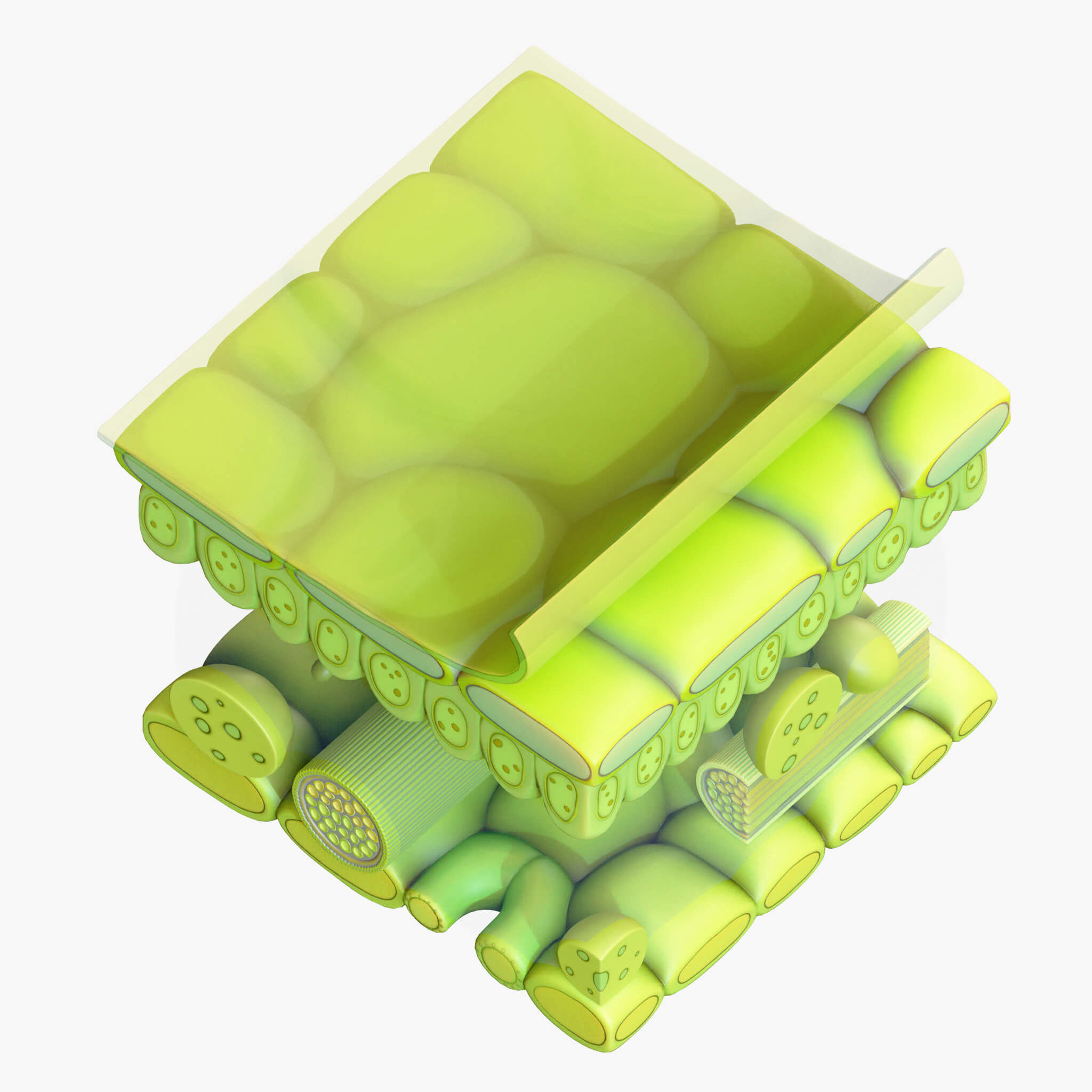 Leaf Anatomy Layers Structure - 3D Model by zames1992d