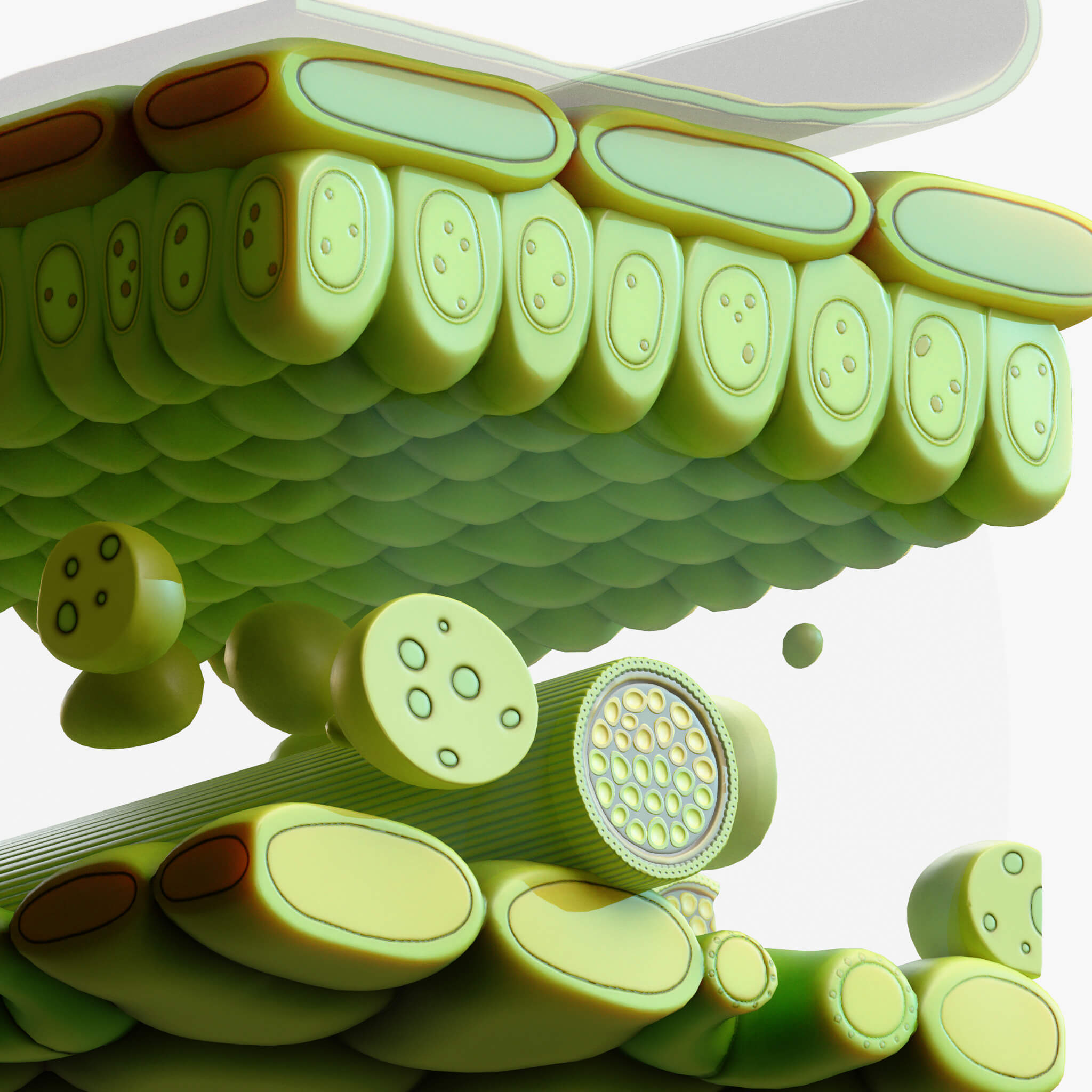 Leaf Anatomy Layers Structure - 3D Model by zames1992d