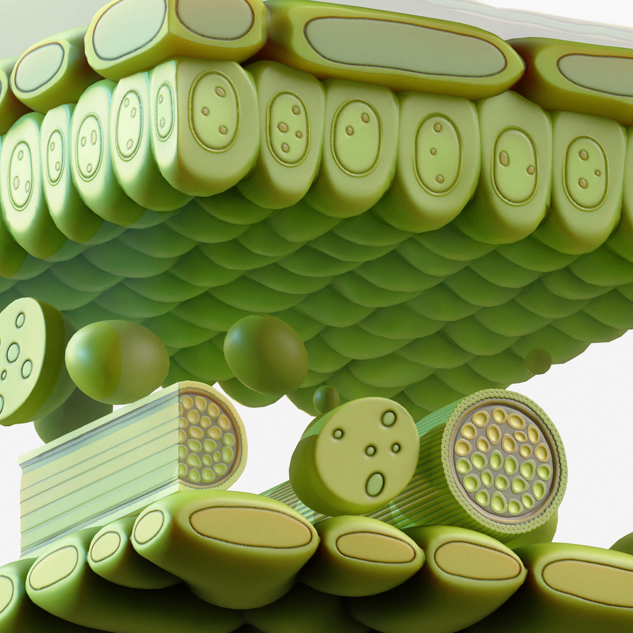 Leaf Anatomy Layers Structure - 3D Model by zames1992d
