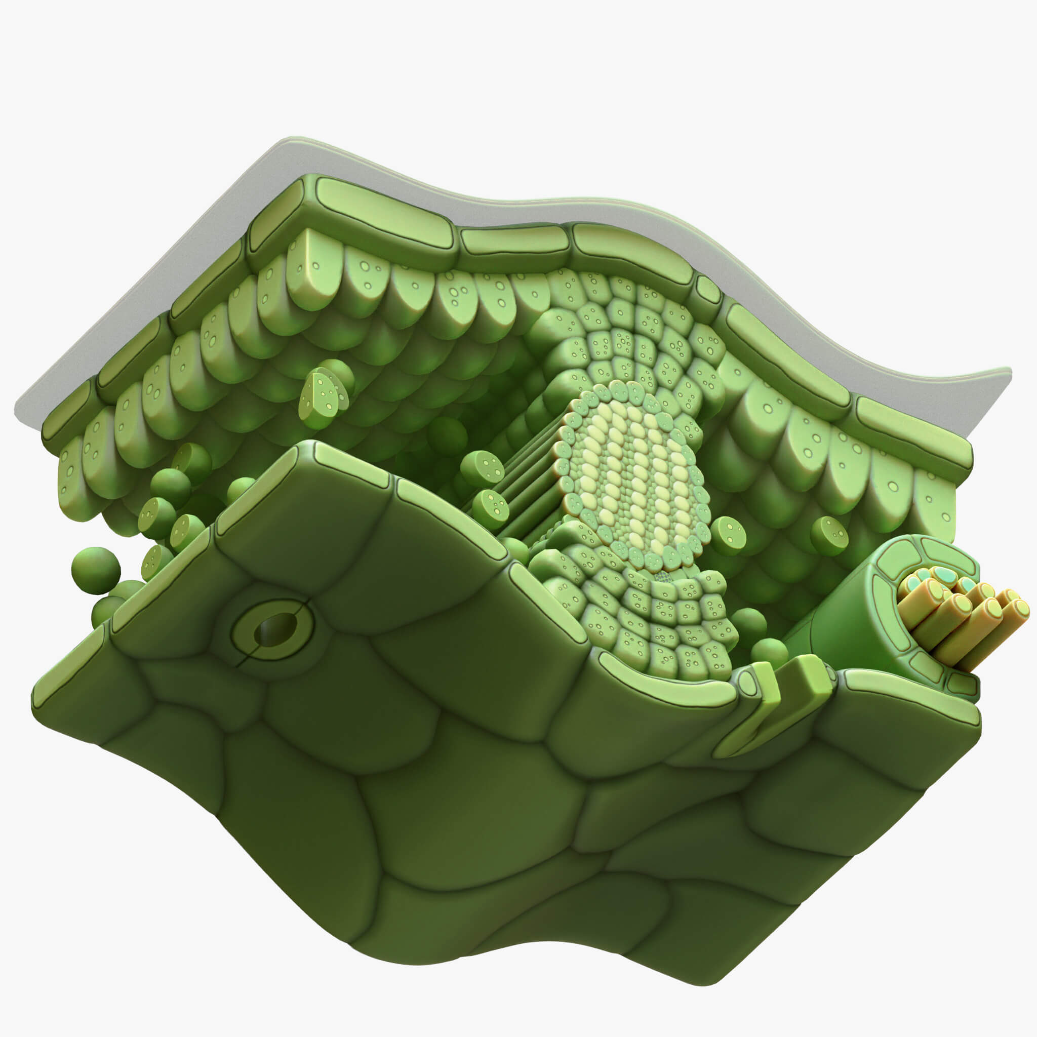 3d Leaf Layers