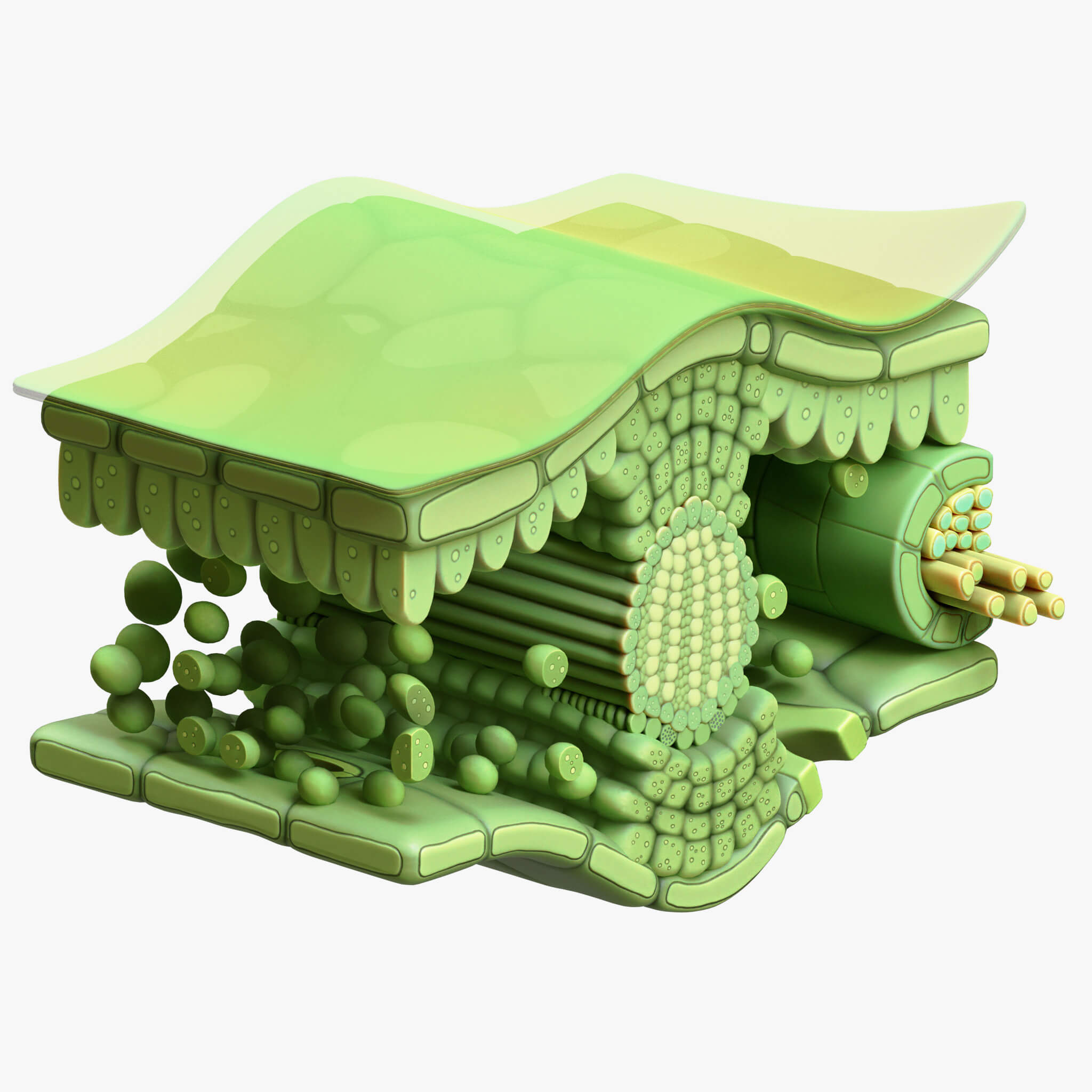 Leaf Anatomy Layers Structure 3d Model By Zames1992d