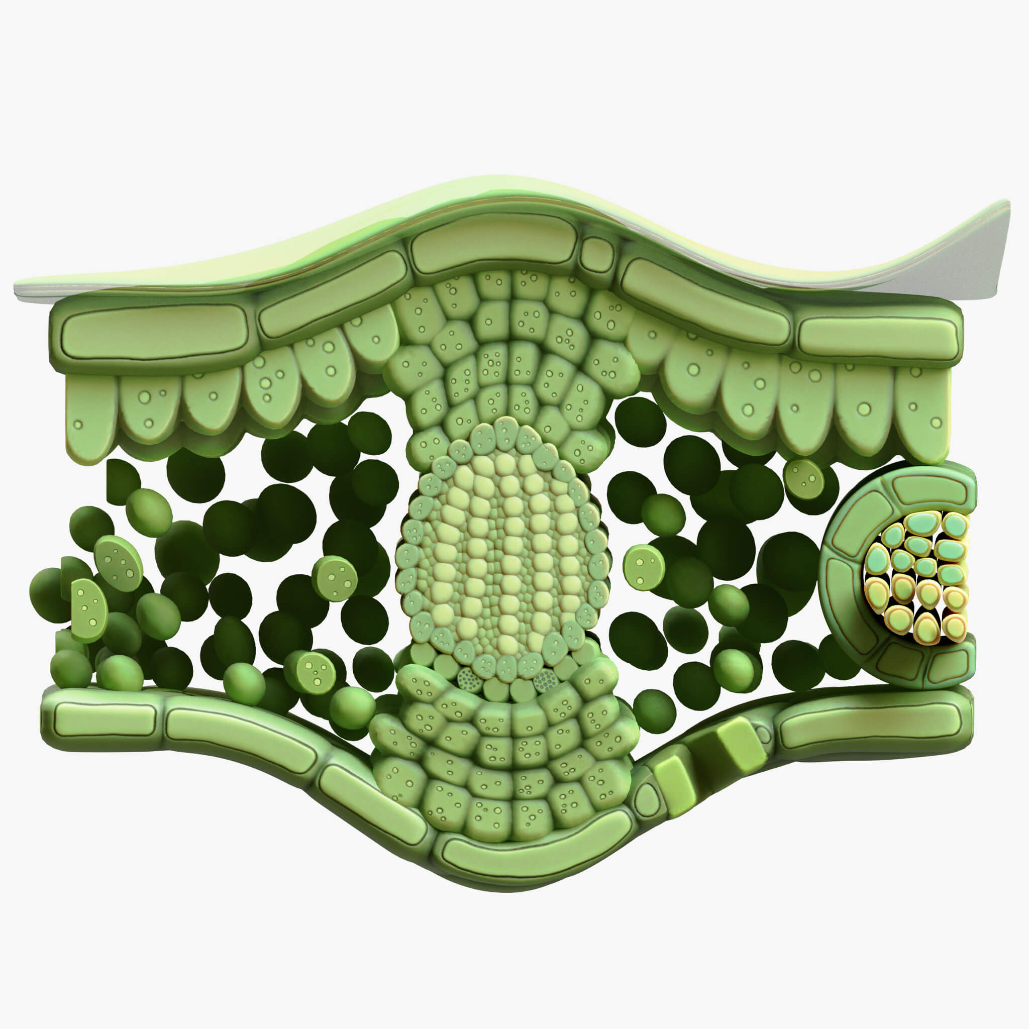 Leaf Anatomy Layers Structure - 3D Model by zames1992d
