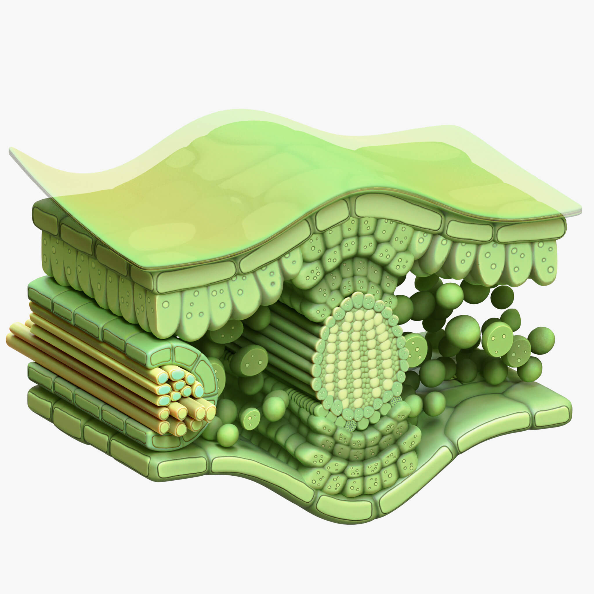 Leaf Anatomy Layers Structure 3d Model By Zames1992d