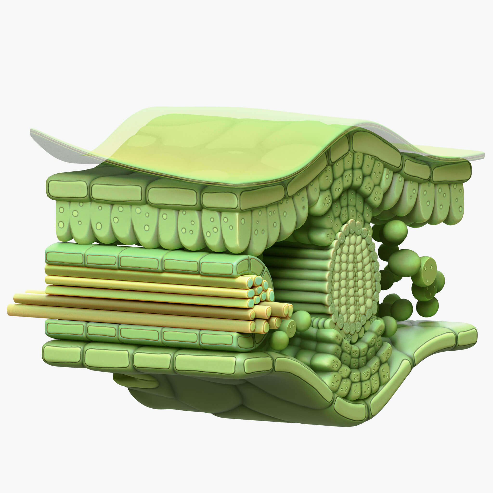Leaf Anatomy Layers Structure - 3D Model by zames1992d