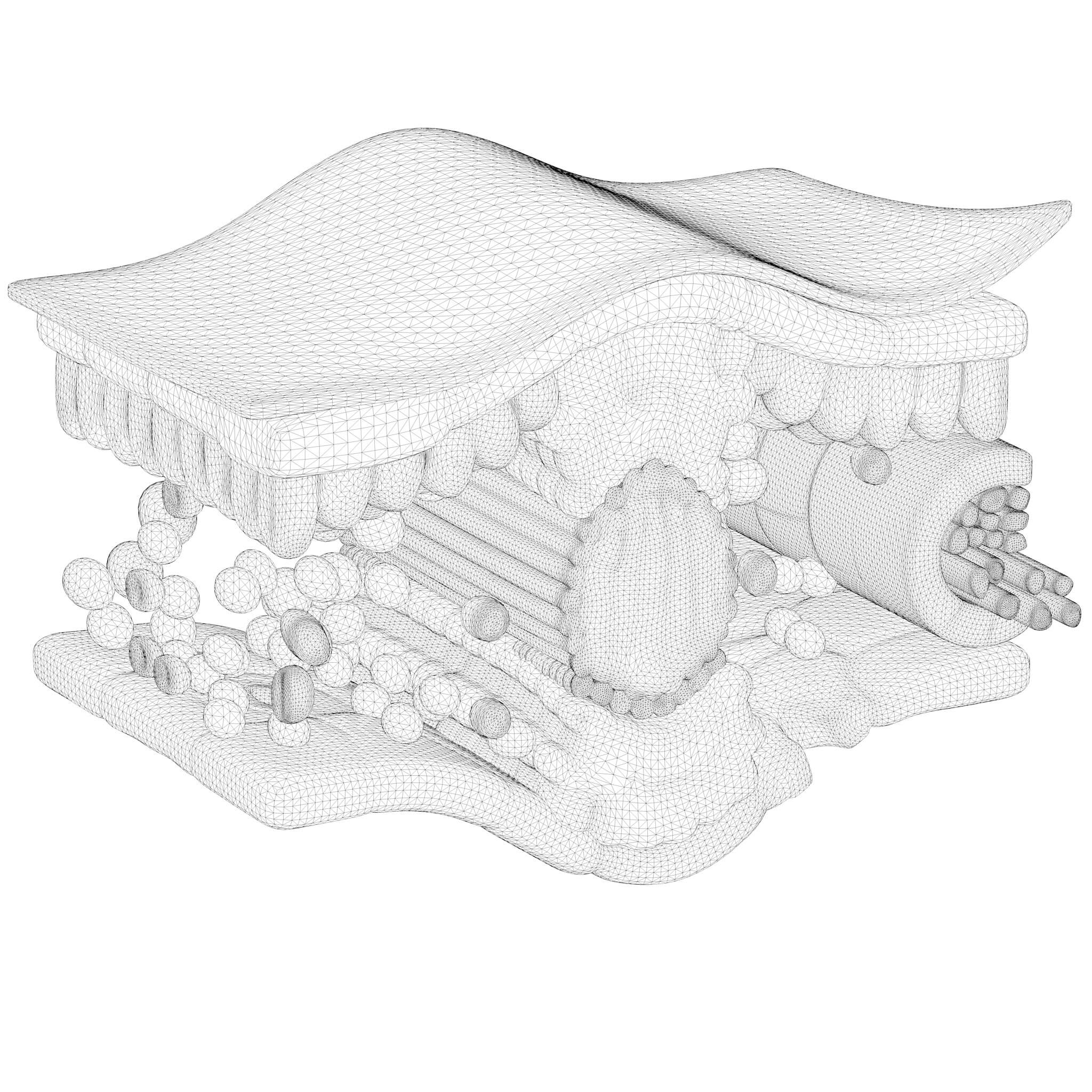 Leaf Anatomy Layers Structure - 3D Model by zames1992d