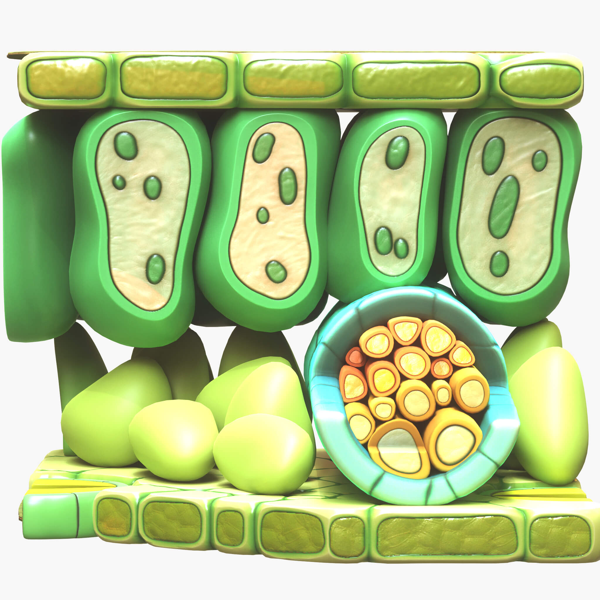 Leaf Anatomy Layers Structure - 3D Model by zames1992d
