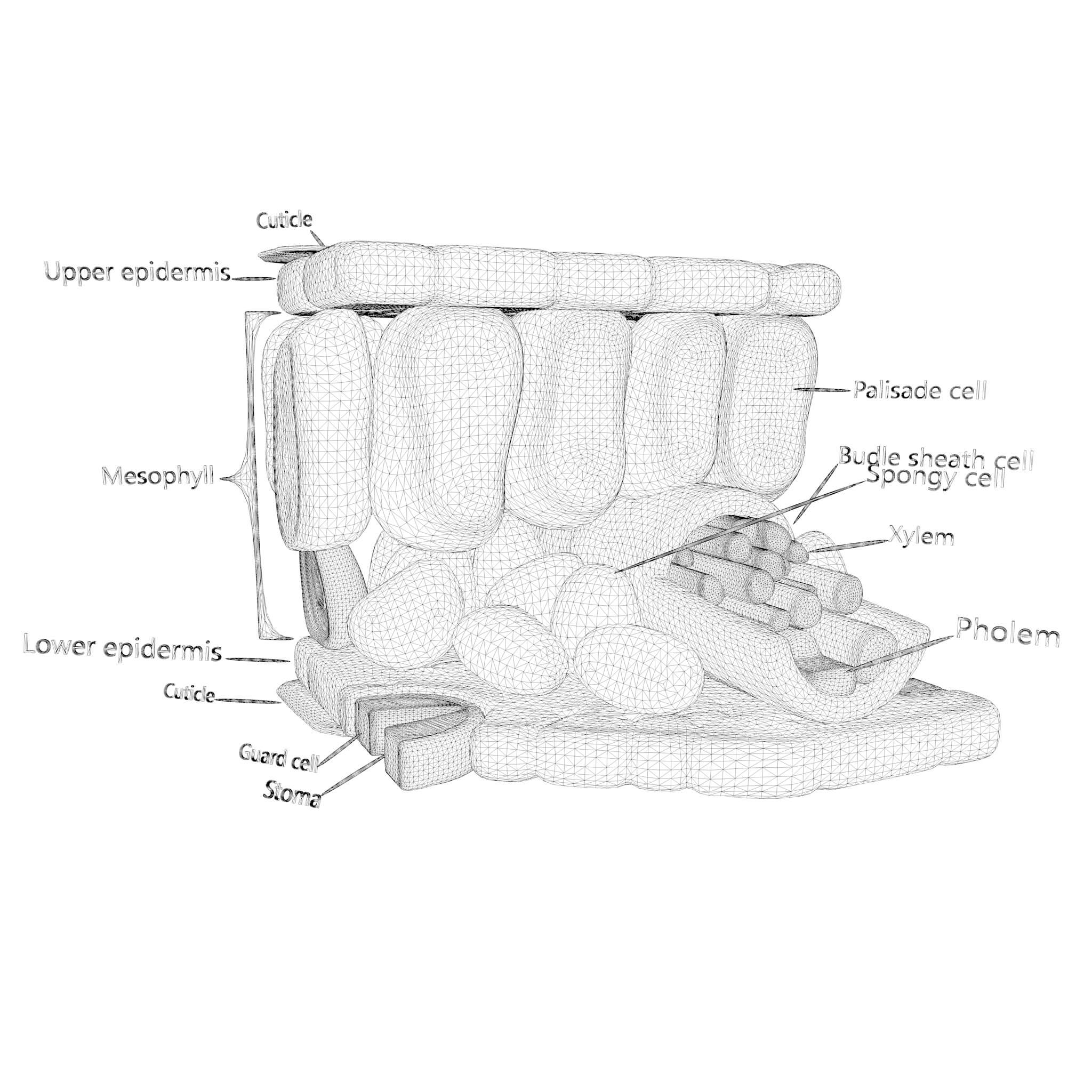 Leaf Anatomy Layers Structure - 3D Model by zames1992d