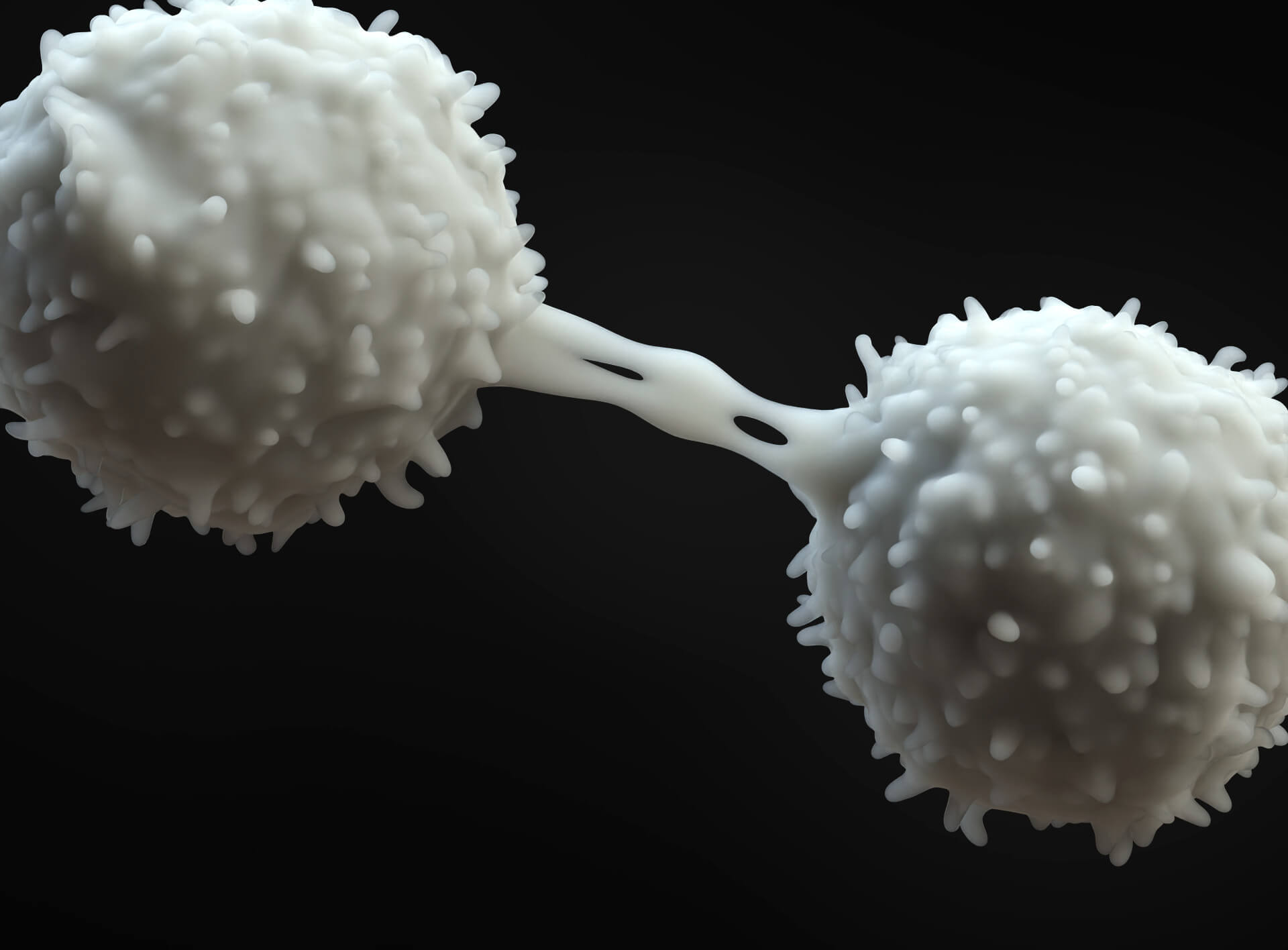 Lymphocytes Cell - 3D Model by zames1992d