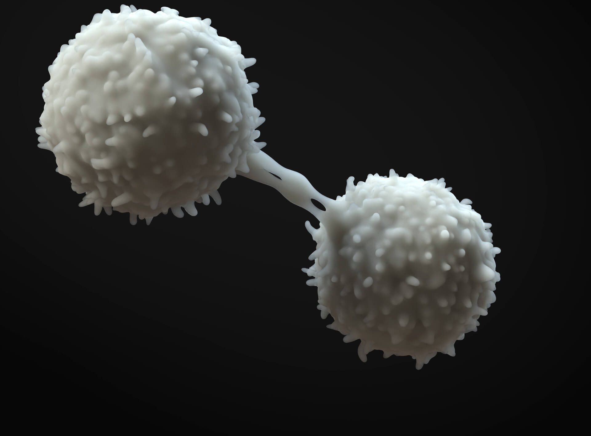 Lymphocytes Cell - 3D Model by zames1992d