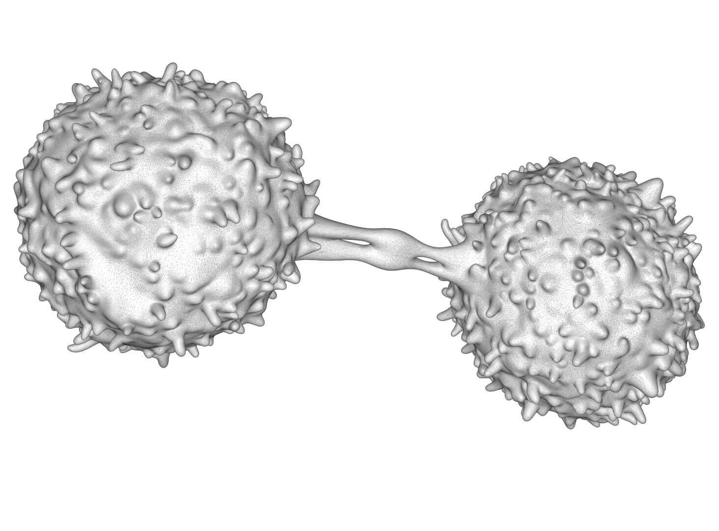 Lymphocytes Cell - 3D Model by zames1992d