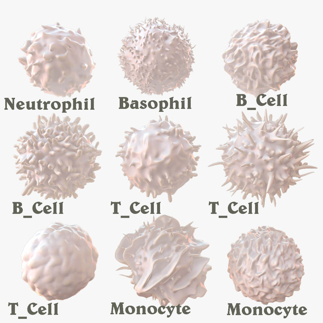 Lymphocytes Pack - 3D Model by zames1992d