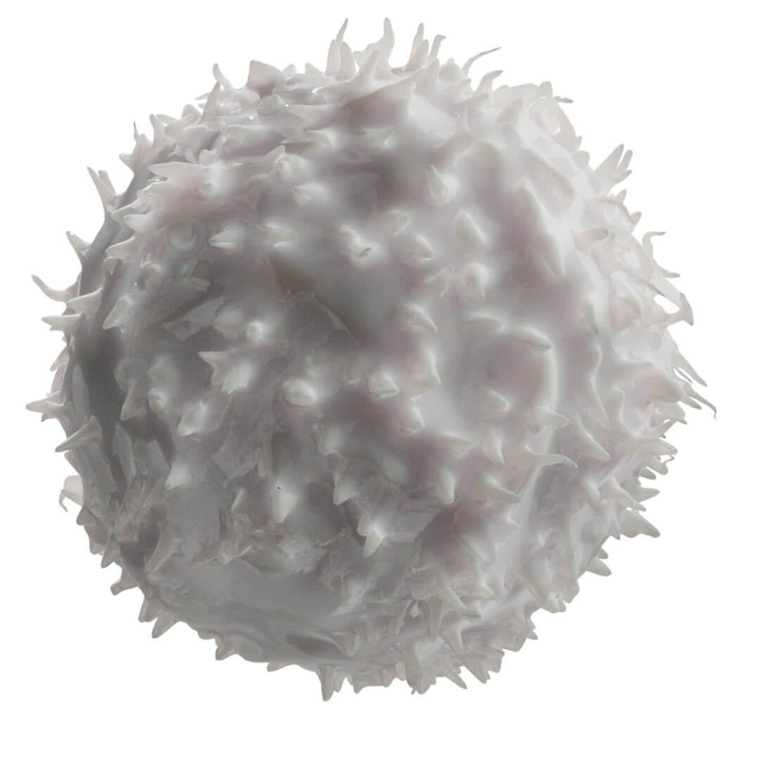 Lymphocytes Pack - 3D Model by zames1992d