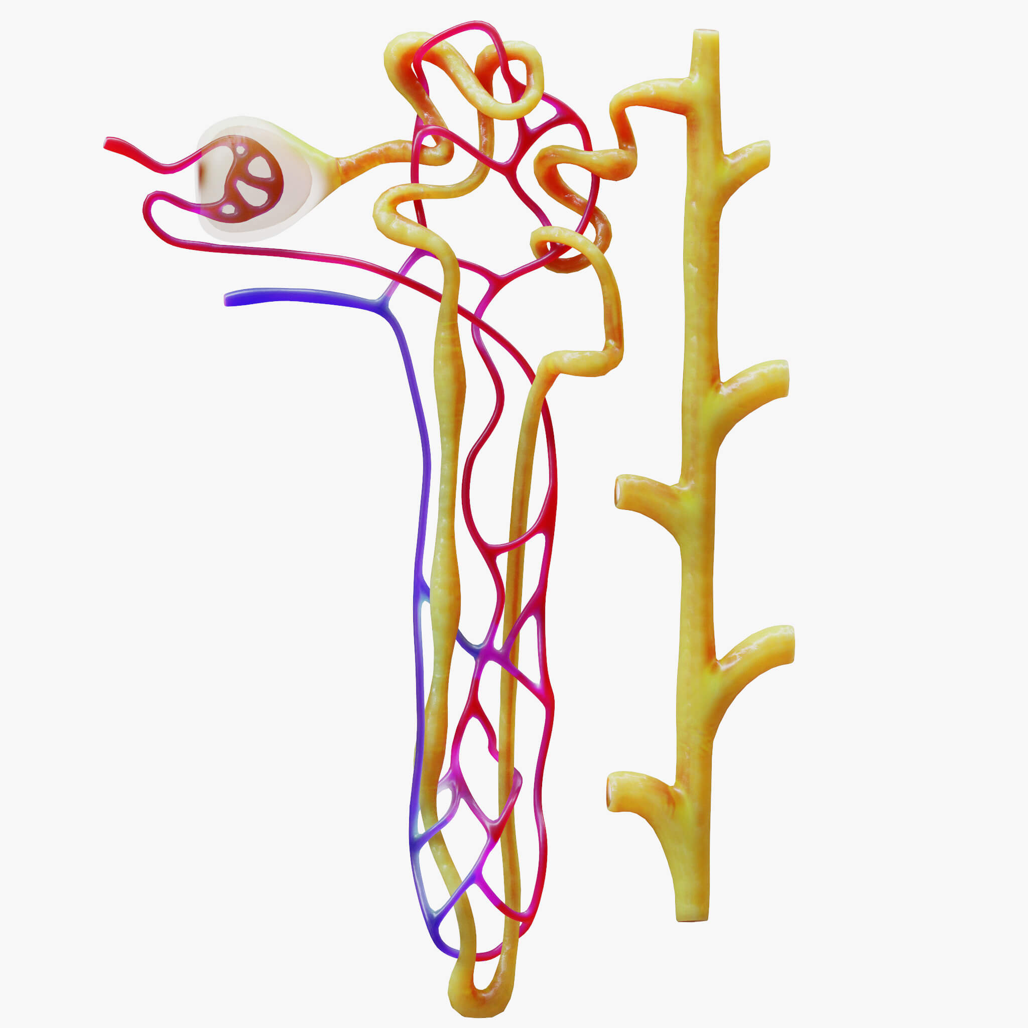Nephron Kidney Model