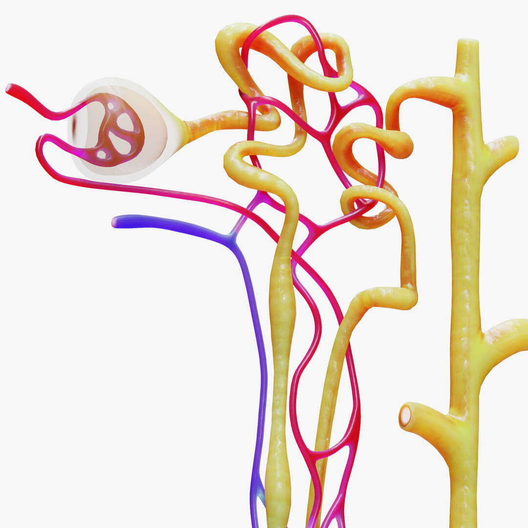Nephron 3d Model