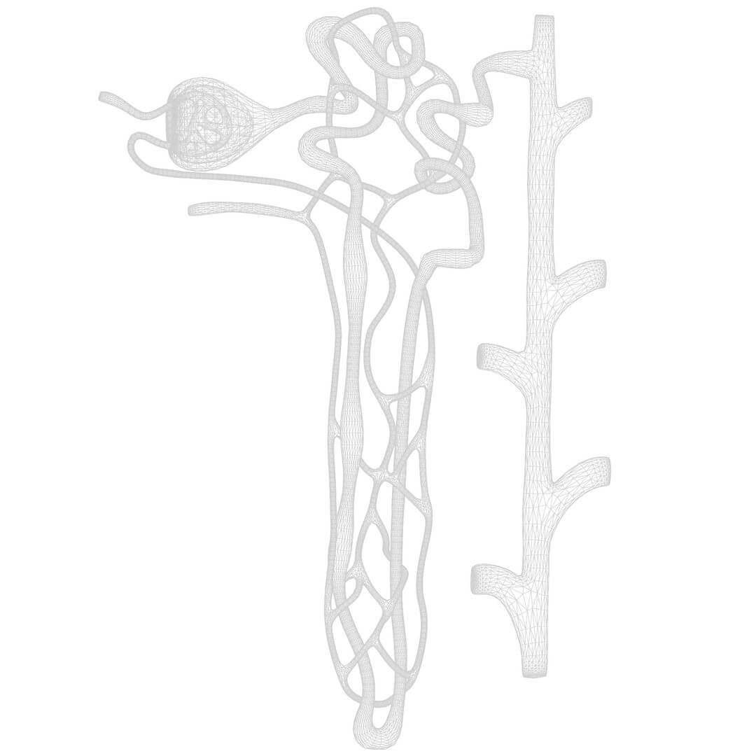 Male Reproductive System - 3D Model by zames1992d