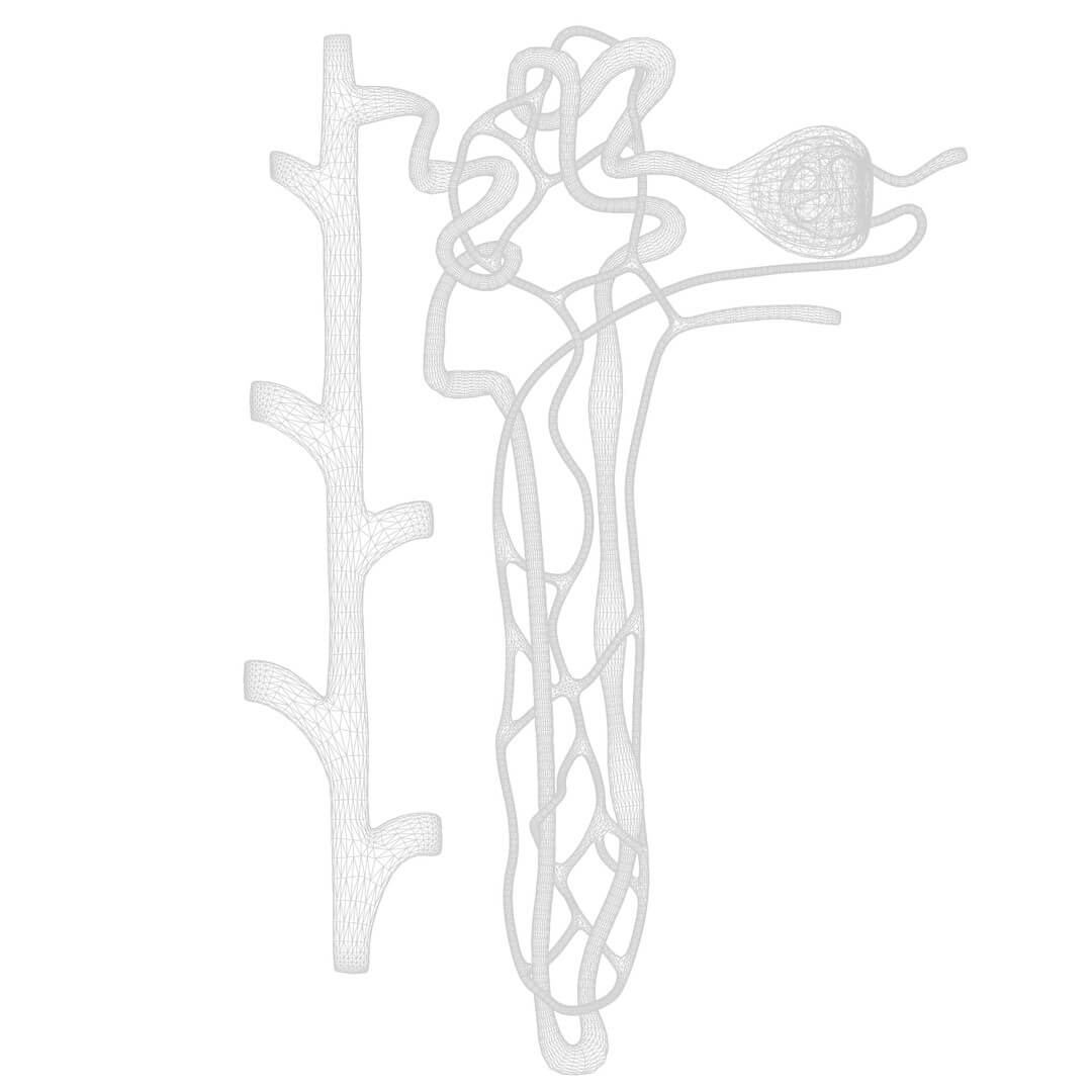 Male Reproductive System - 3D Model by zames1992d