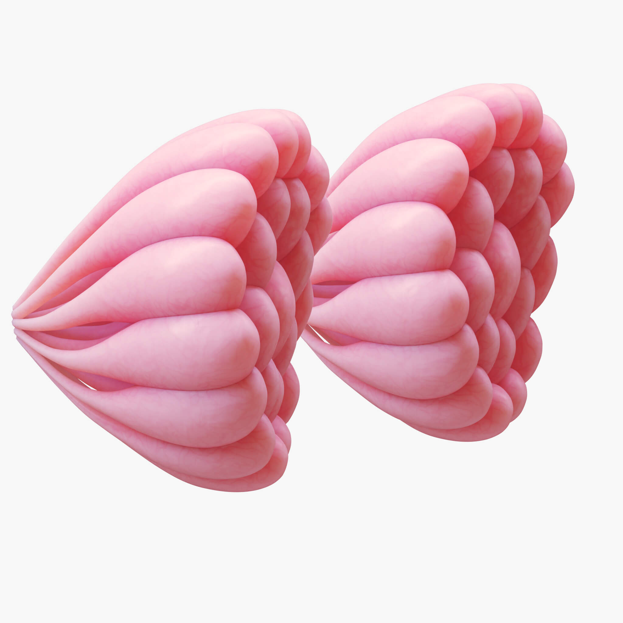 Mammary Gland Anatomy - 3D Model by zames1992d