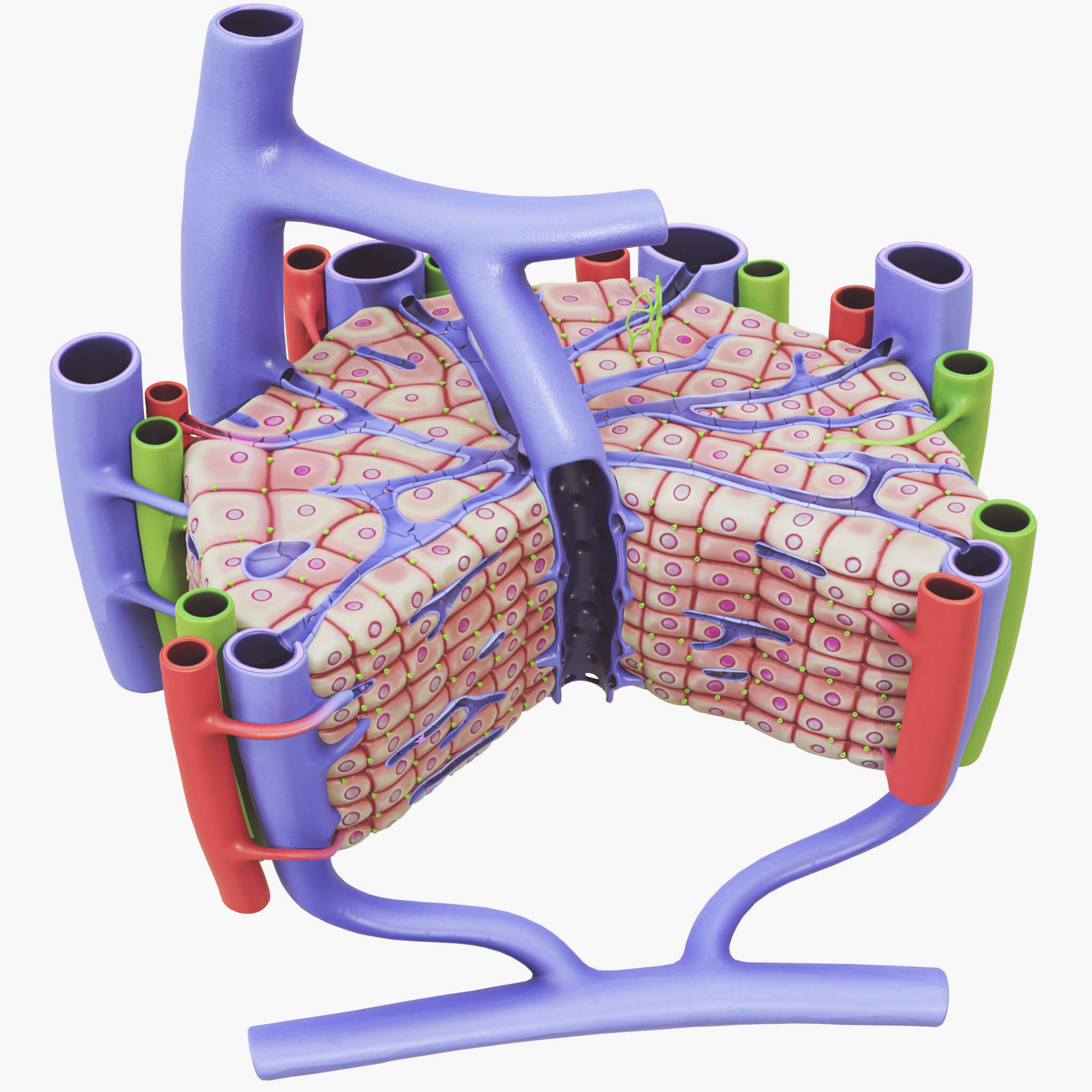 Microscopic Anatomy of Liver - 3D Model by zames1992d