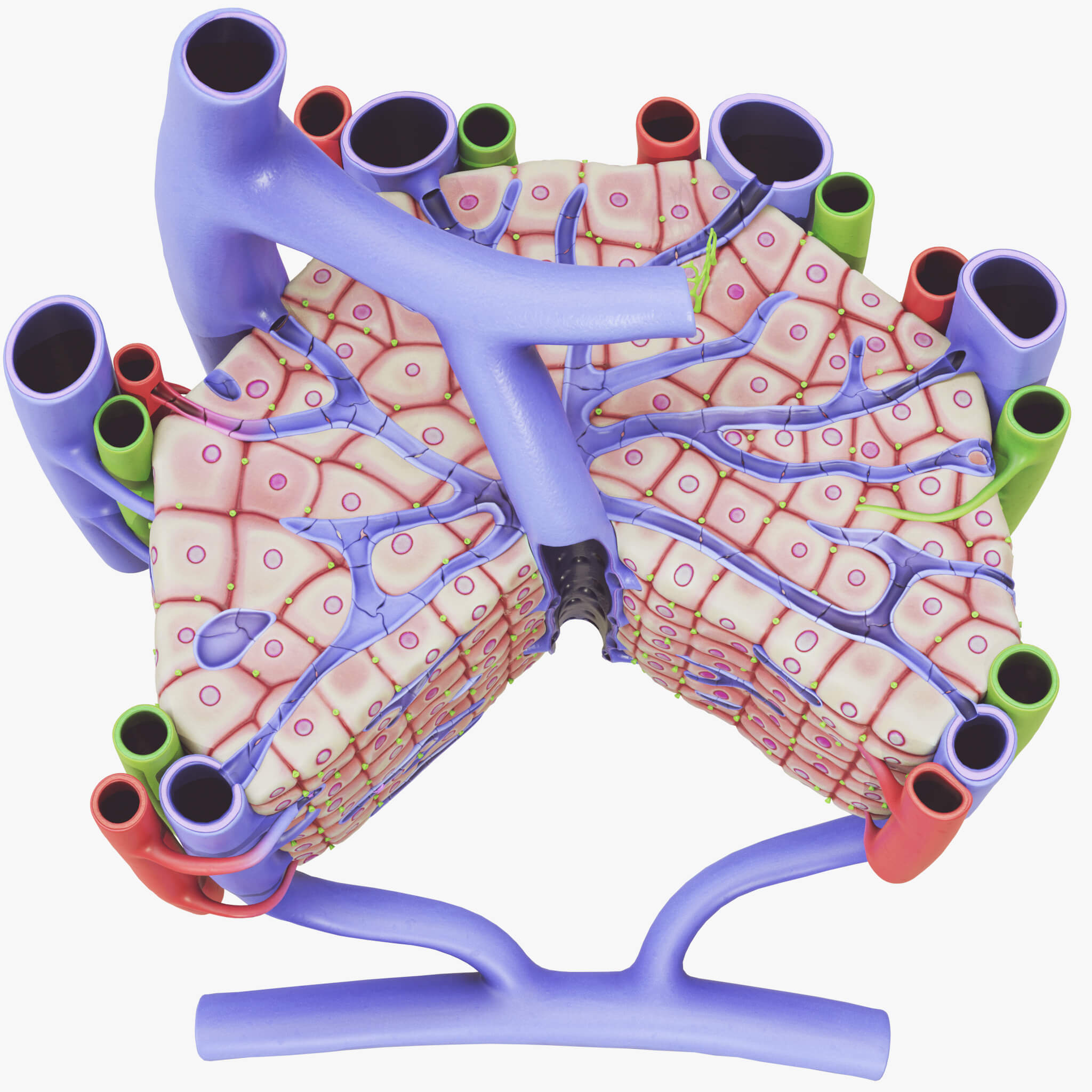 Microscopic Anatomy of Liver - 3D Model by zames1992d