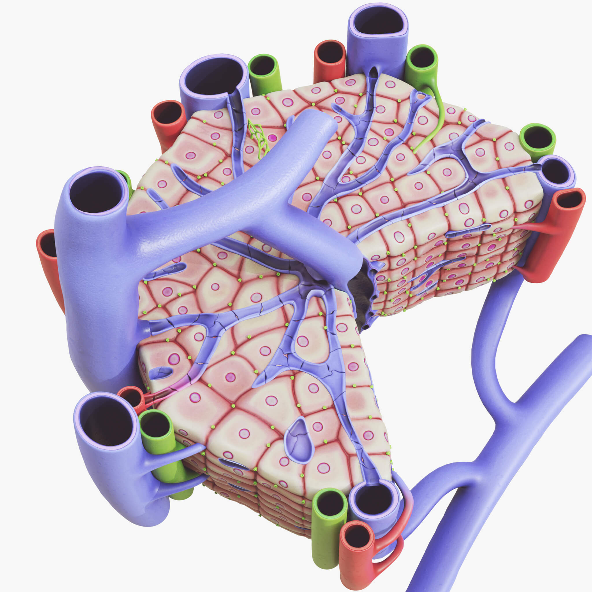 Microscopic Anatomy of Liver - 3D Model by zames1992d