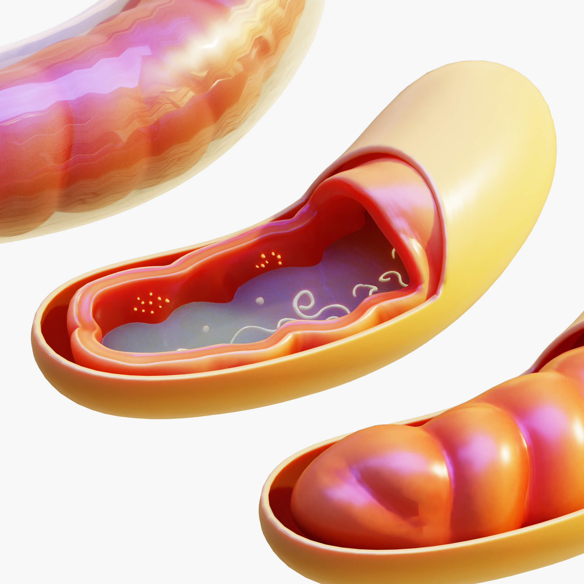 Mitochondria Anatomy 3d Model By Zames1992d