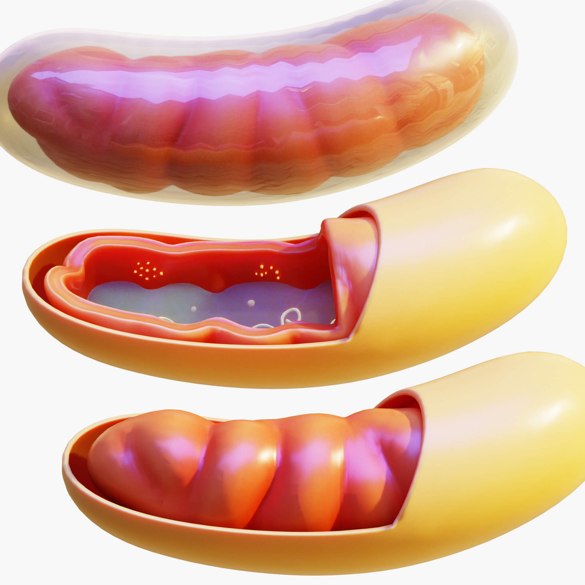 Mitochondria Anatomy - 3D Model by zames1992d