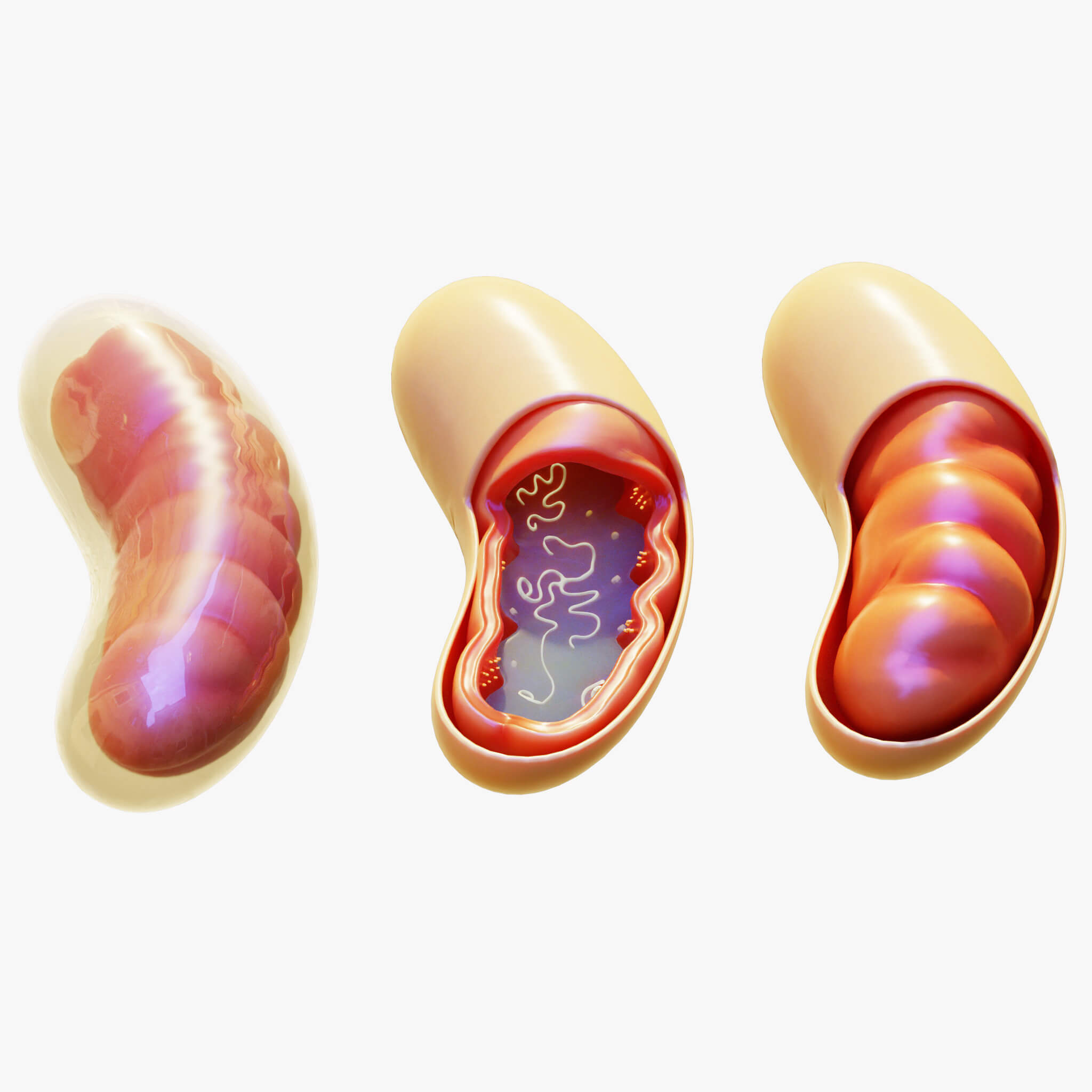 Mitochondria Anatomy - 3D Model by zames1992d